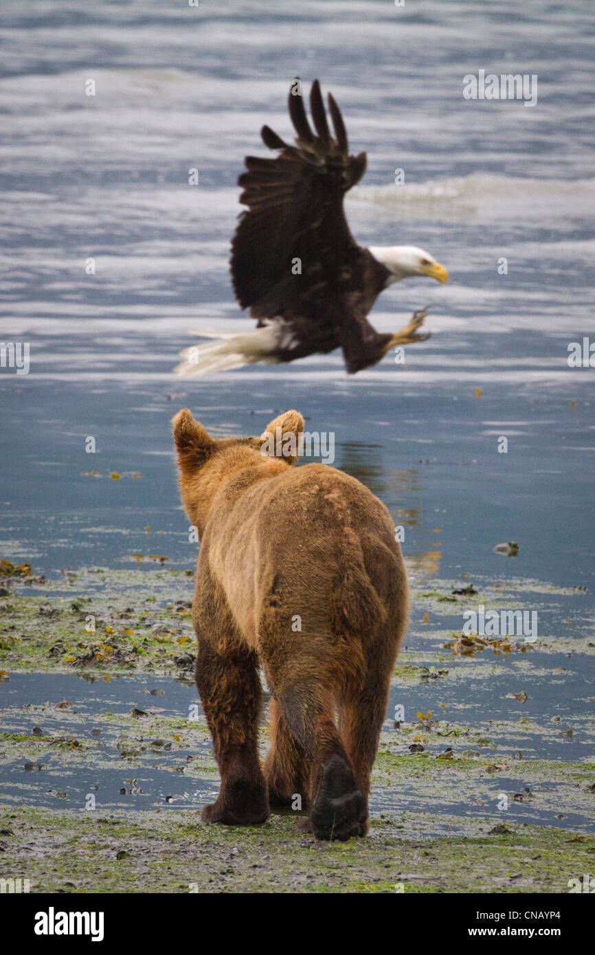 A Brown bear walks along the shore as a Bald Eagle swoops down and ...