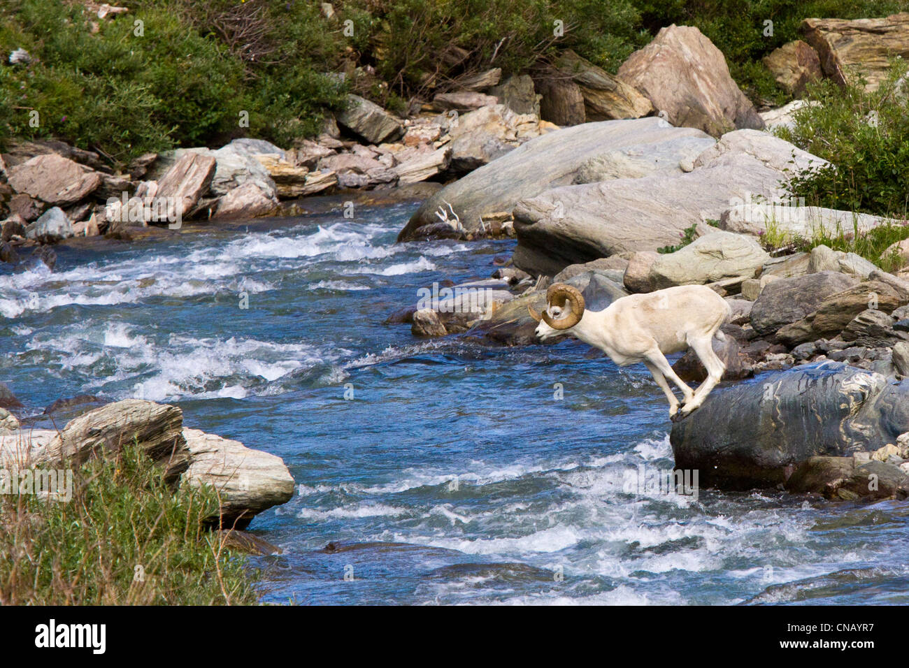 Sequence of a full curl Dall Sheep ram jumping across Savage River ...
