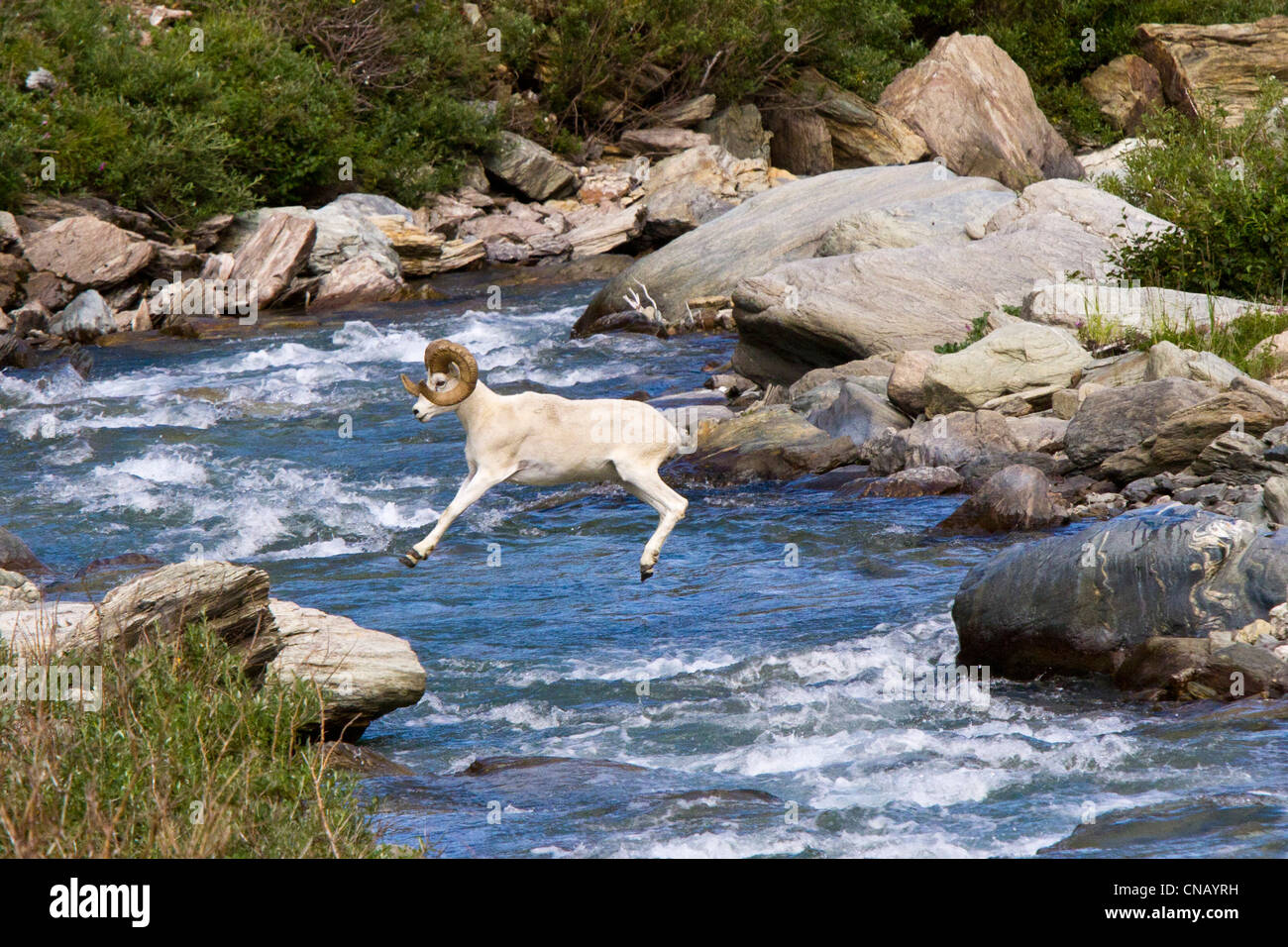 Jumping sheep hi-res stock photography and images - Alamy
