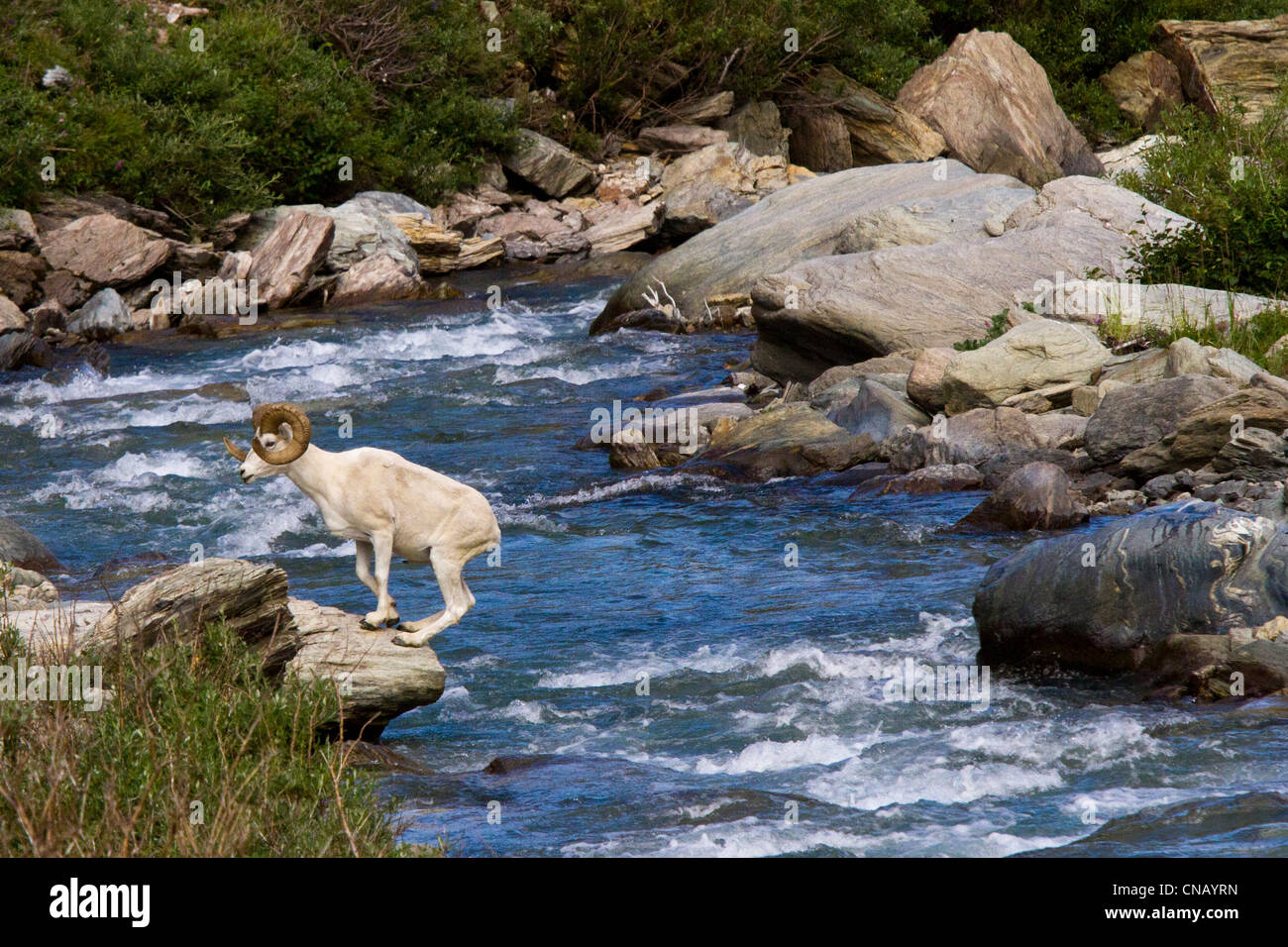 Sequence of a full curl Dall Sheep ram jumping across Savage River ...