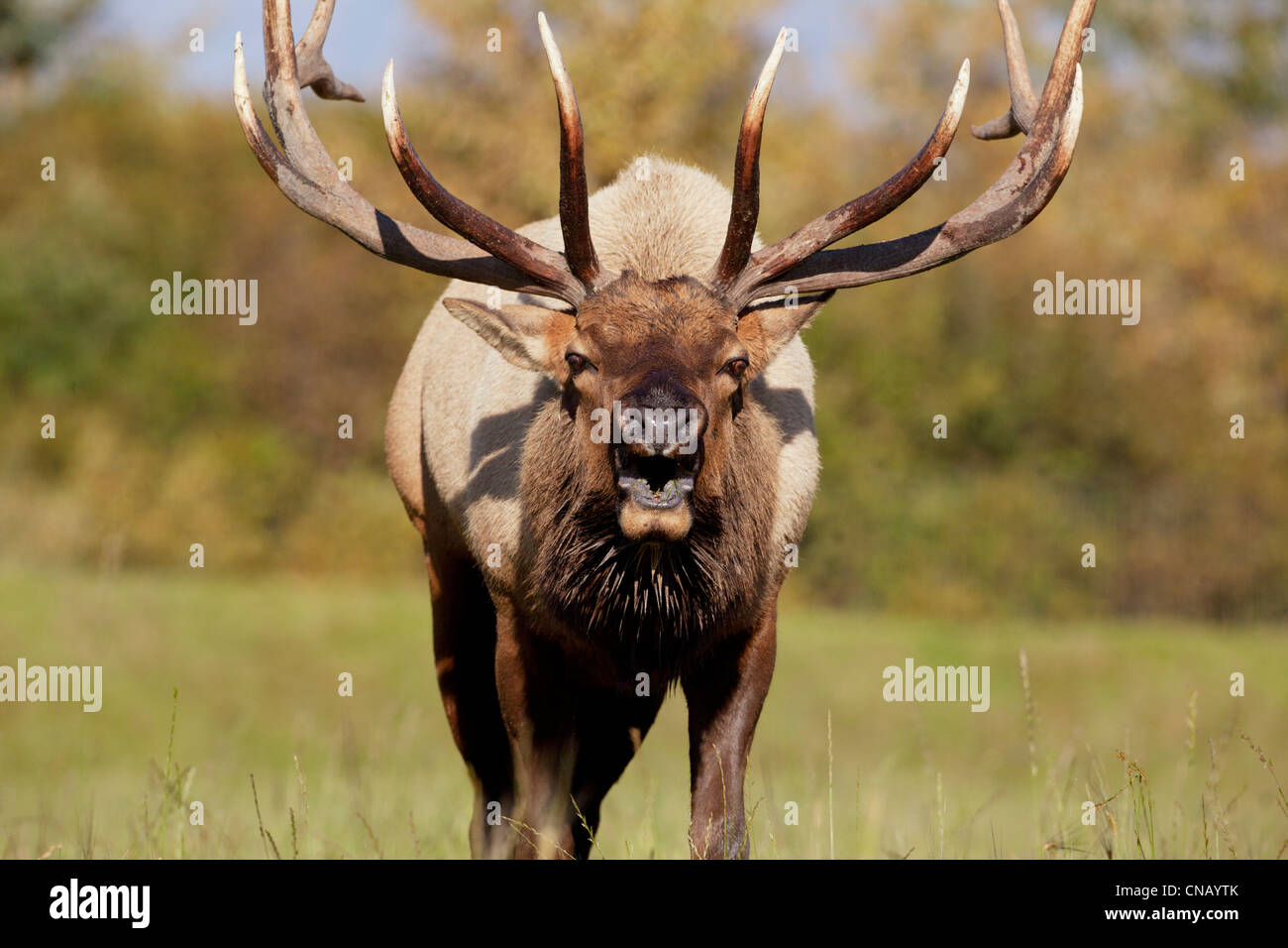 CAPTIVE: Close up of a Rocky Mountain bull elk bugling during Autumn ...