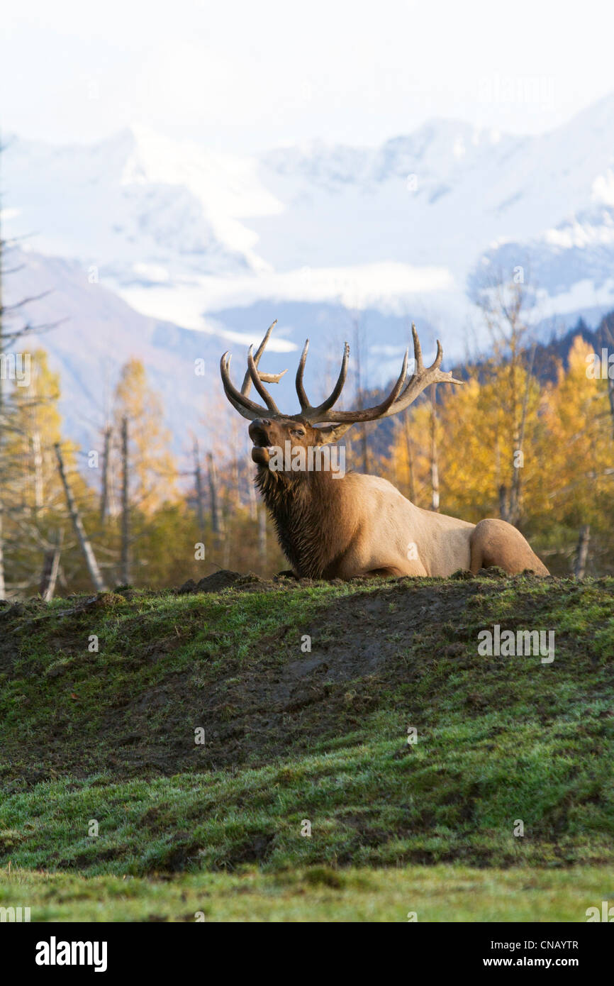 CAPTIVE: Roosevelt bull elk laying on a grassy hill and bugling during ...