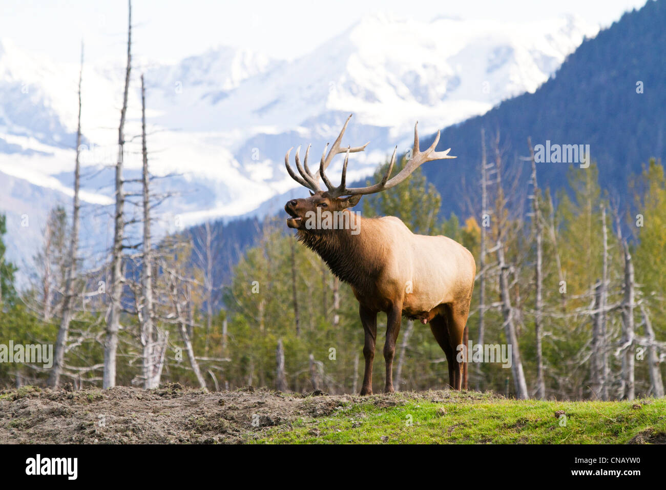 CAPTIVE: Roosevelt elk stands on a hill and bugles, Alaska Wildlife ...