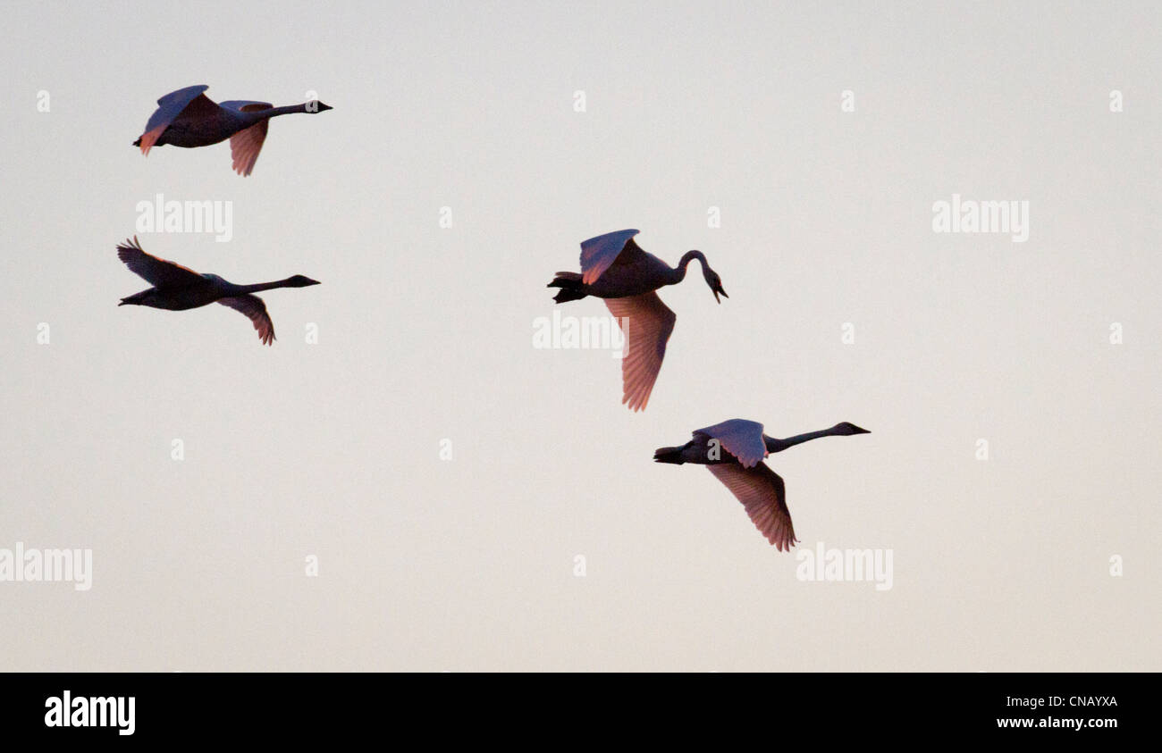 Swan flying overhead hi-res stock photography and images - Alamy
