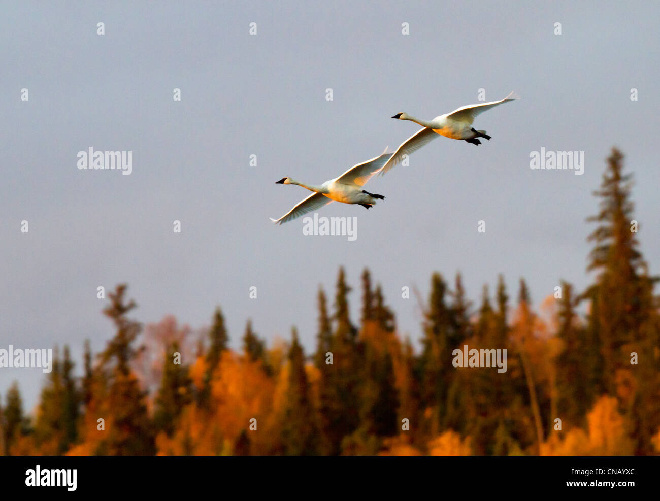 Swan flying overhead hi-res stock photography and images - Alamy
