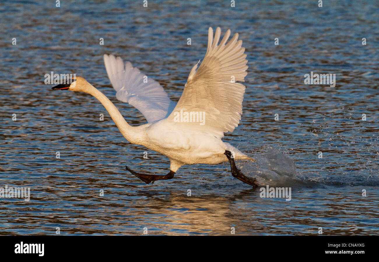 Swan taking off hi-res stock photography and images - Alamy