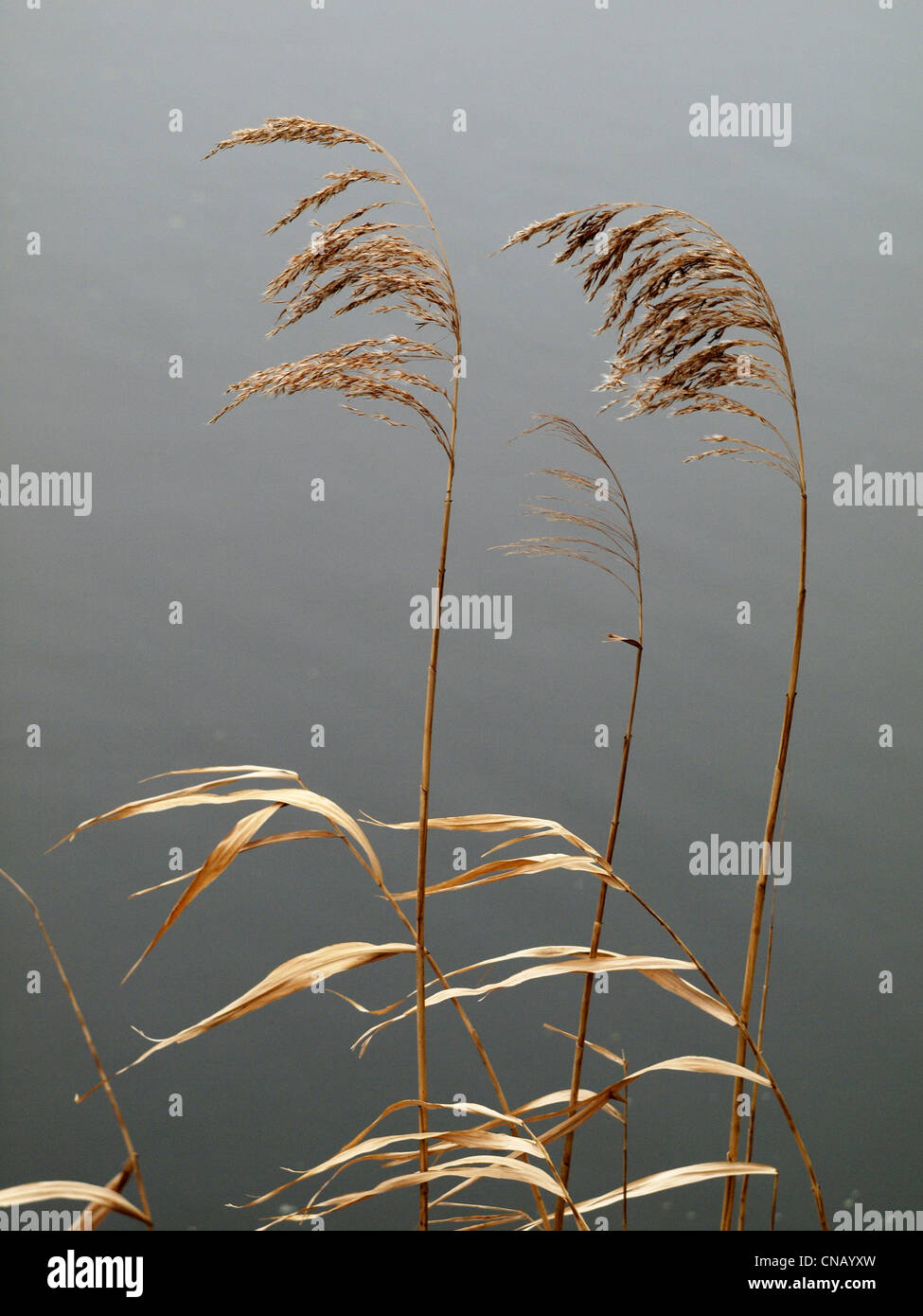 Reeds riverbank hi-res stock photography and images - Alamy
