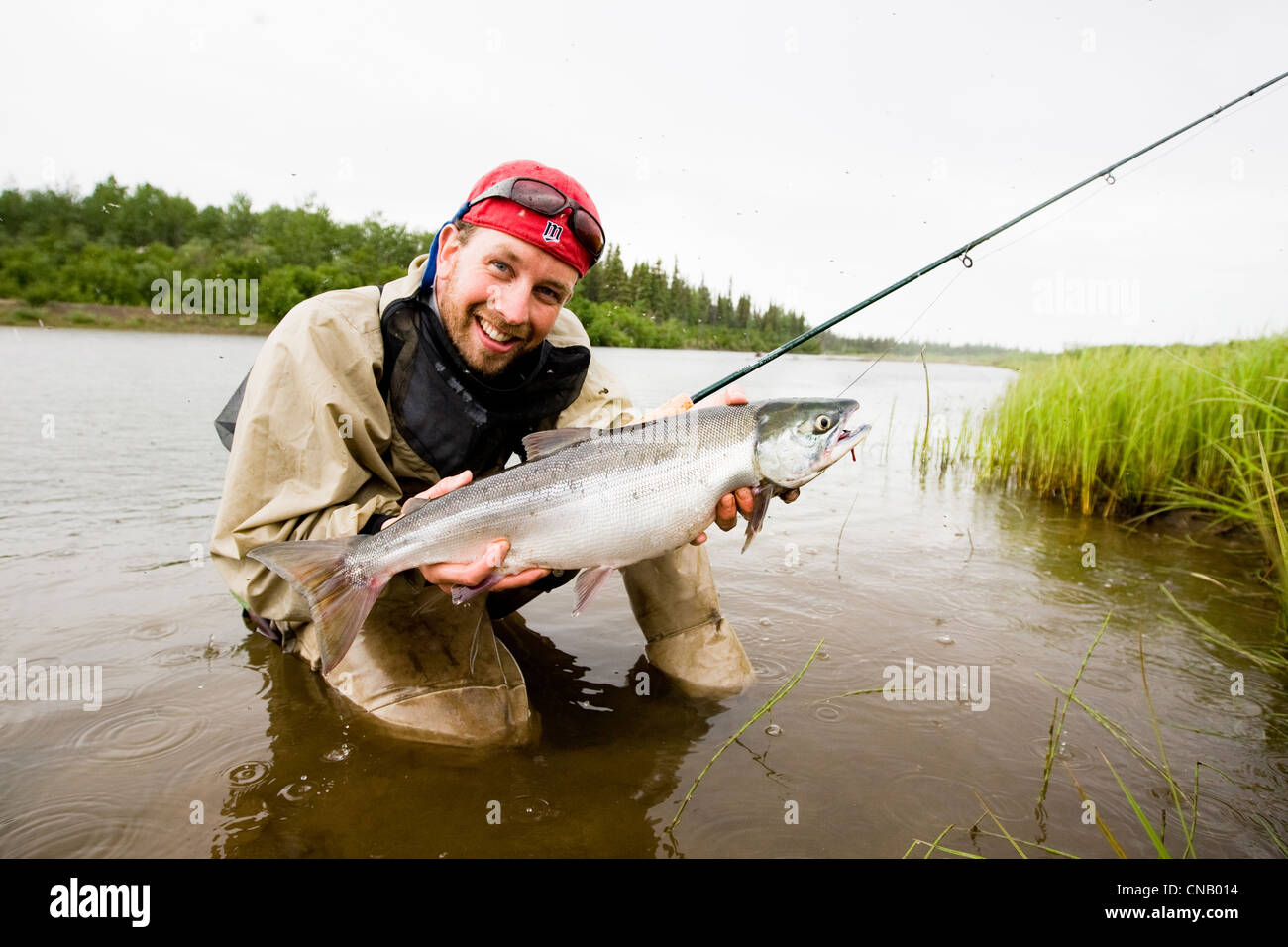 Fly fisherman holds up a Sockeye salmon on the Mulchatna River in the ...
