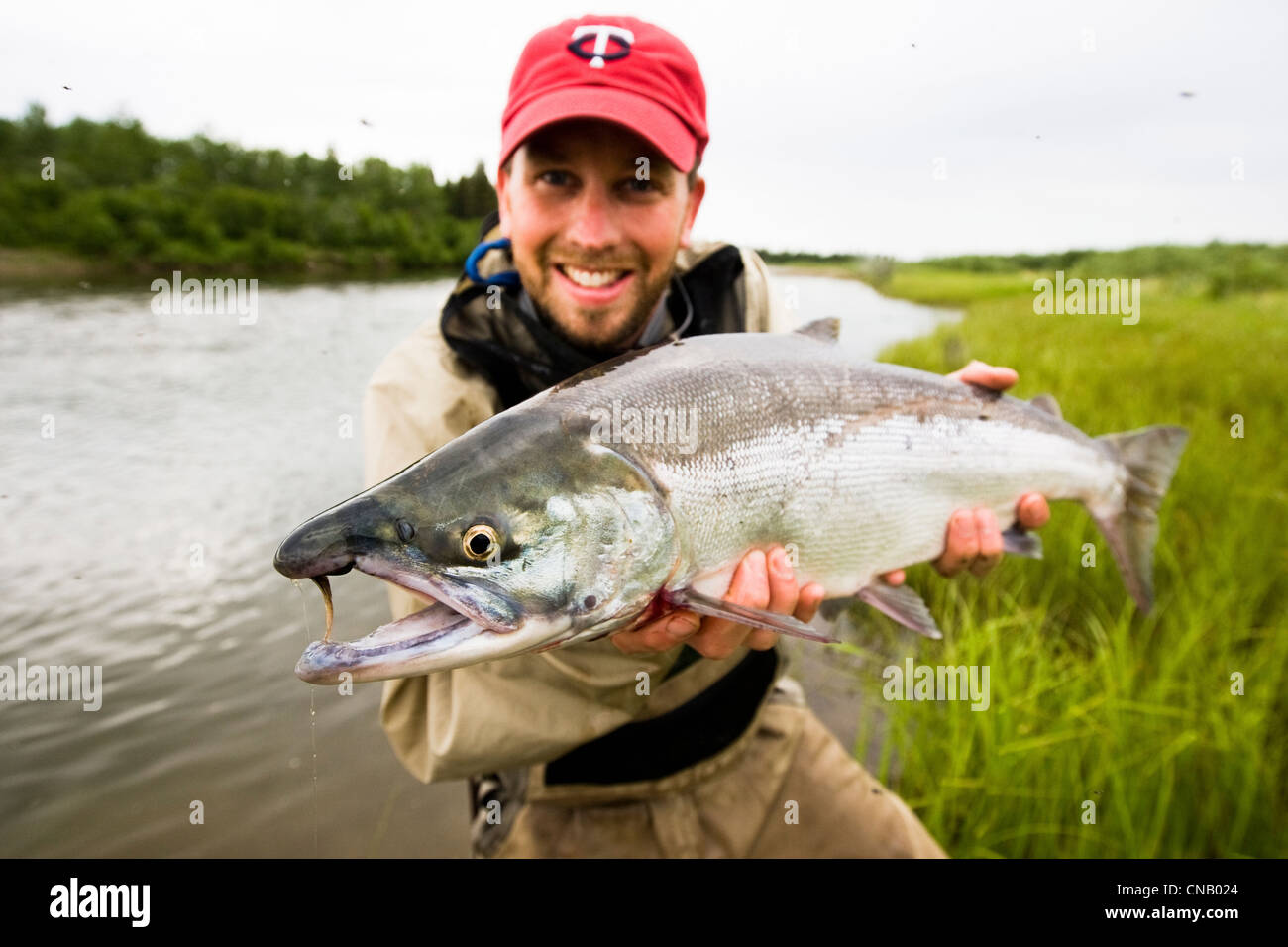 Fly fisherman holds up a Sockeye salmon on the Mulchatna River in the ...