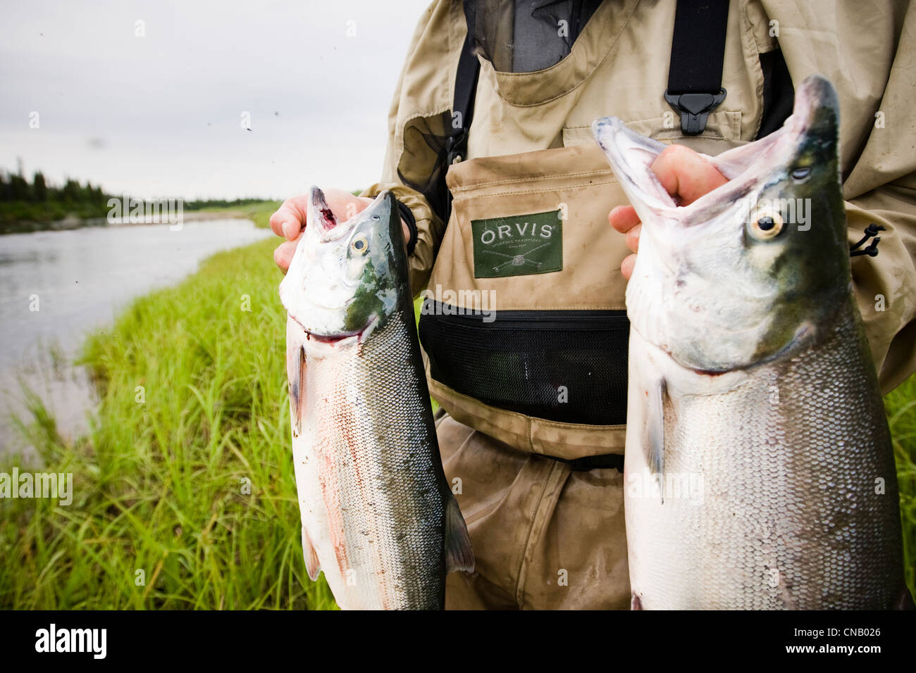 Fly fisherman holds up two Sockeye salmon on the Mulchatna River in the ...