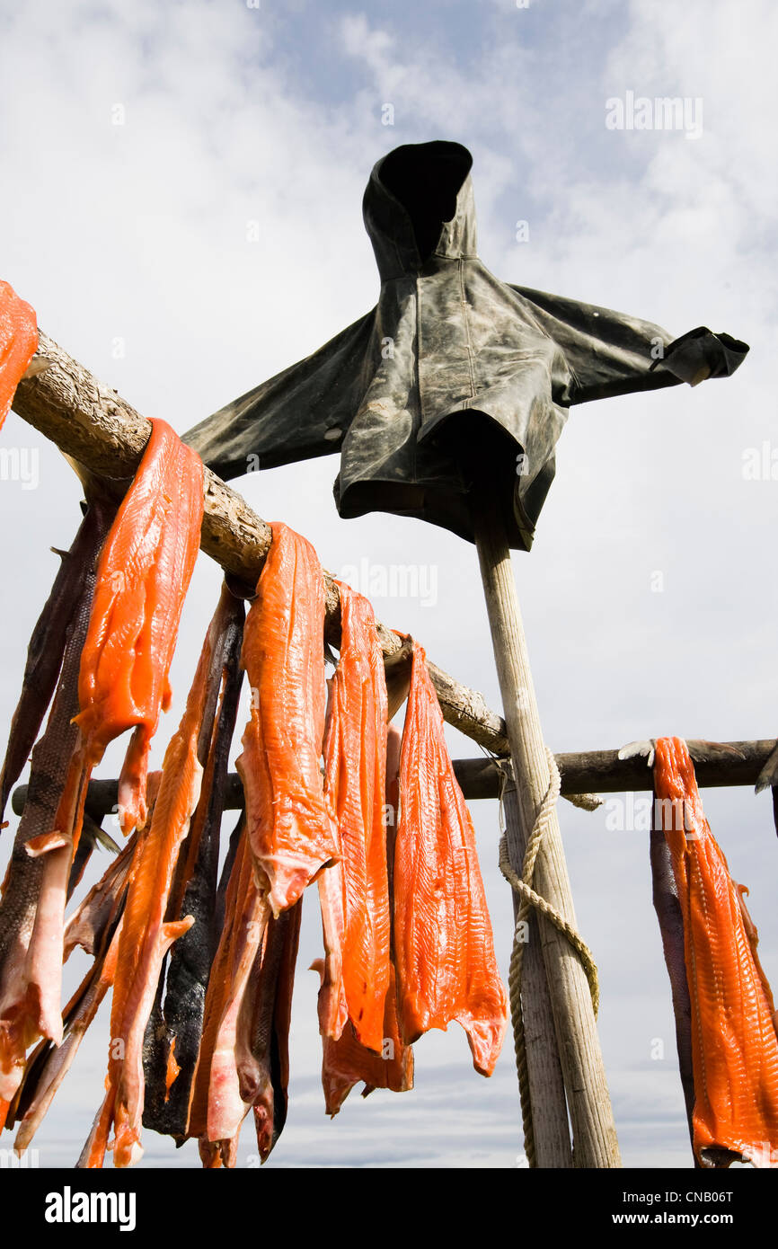 Alaska salmon indigenous sockeye hi-res stock photography and images ...
