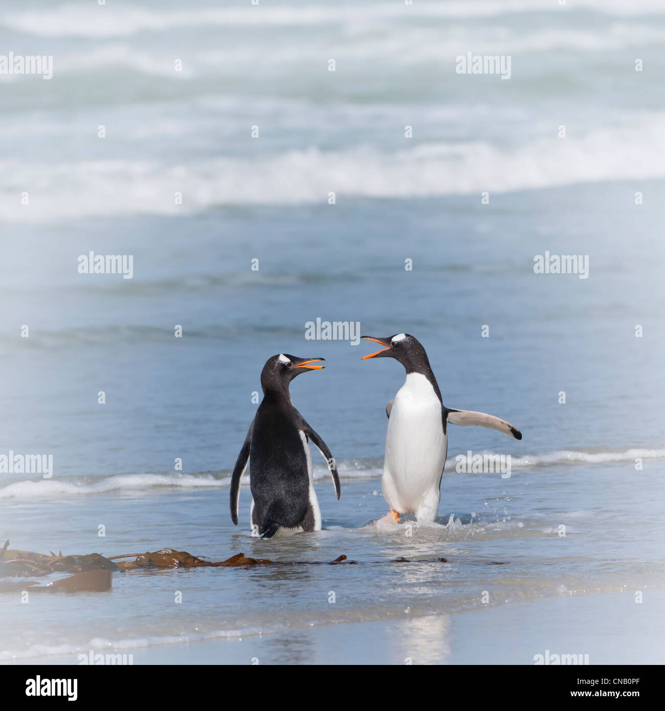 Battle penguin hi-res stock photography and images - Alamy