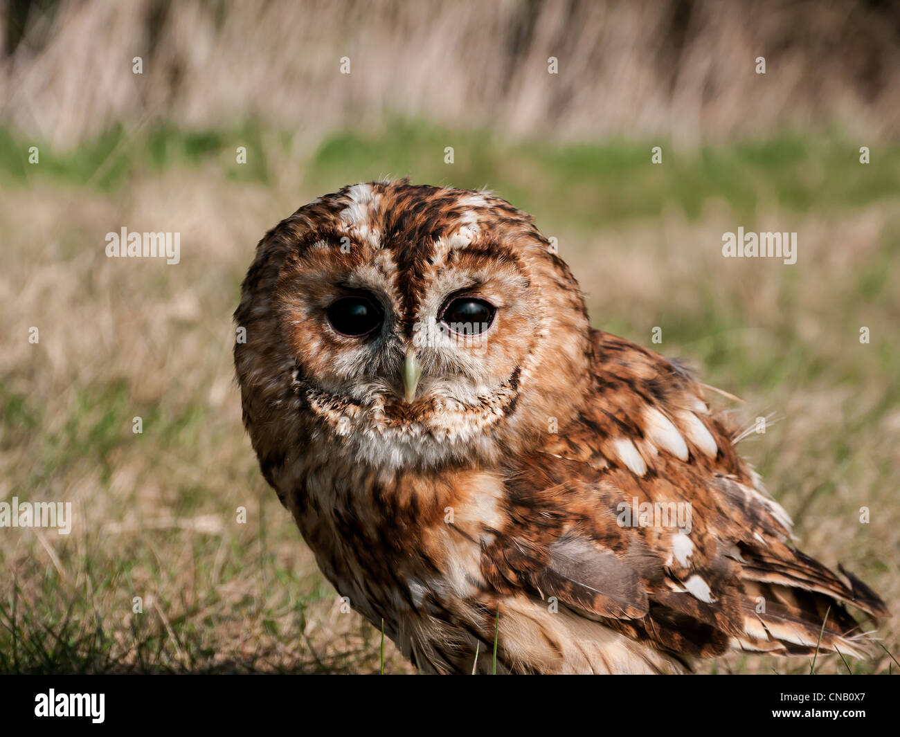Tawny owl flying prey hi-res stock photography and images - Alamy