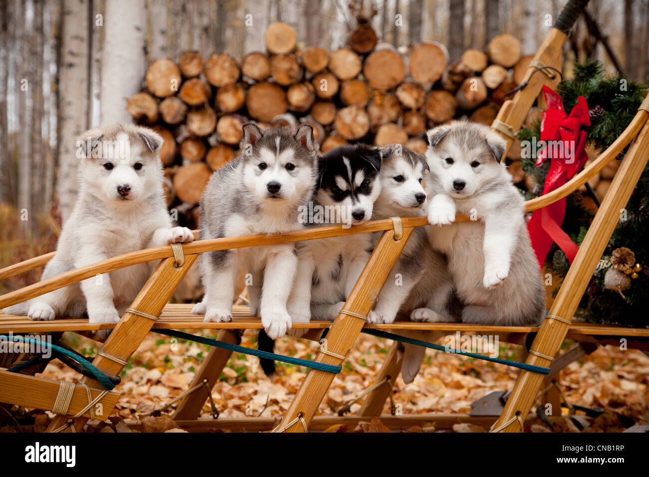 Husky Dog Sitting High Resolution Stock Photography and Images - Alamy