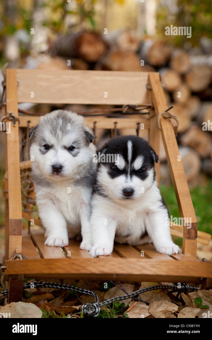 Siberian Husky Litter High Resolution Stock Photography and Images - Alamy