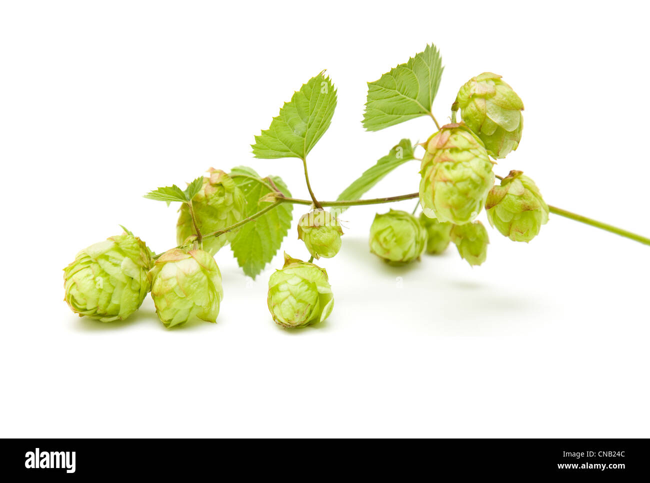 Hops hi-res stock photography and images - Alamy