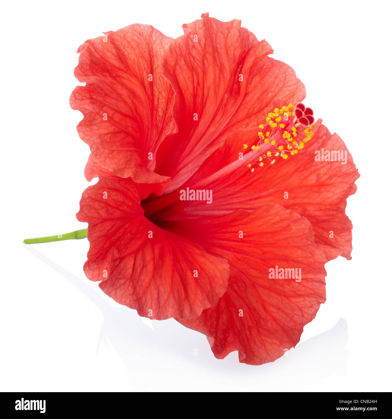 Red hibiscus flower Stock Photo - Alamy