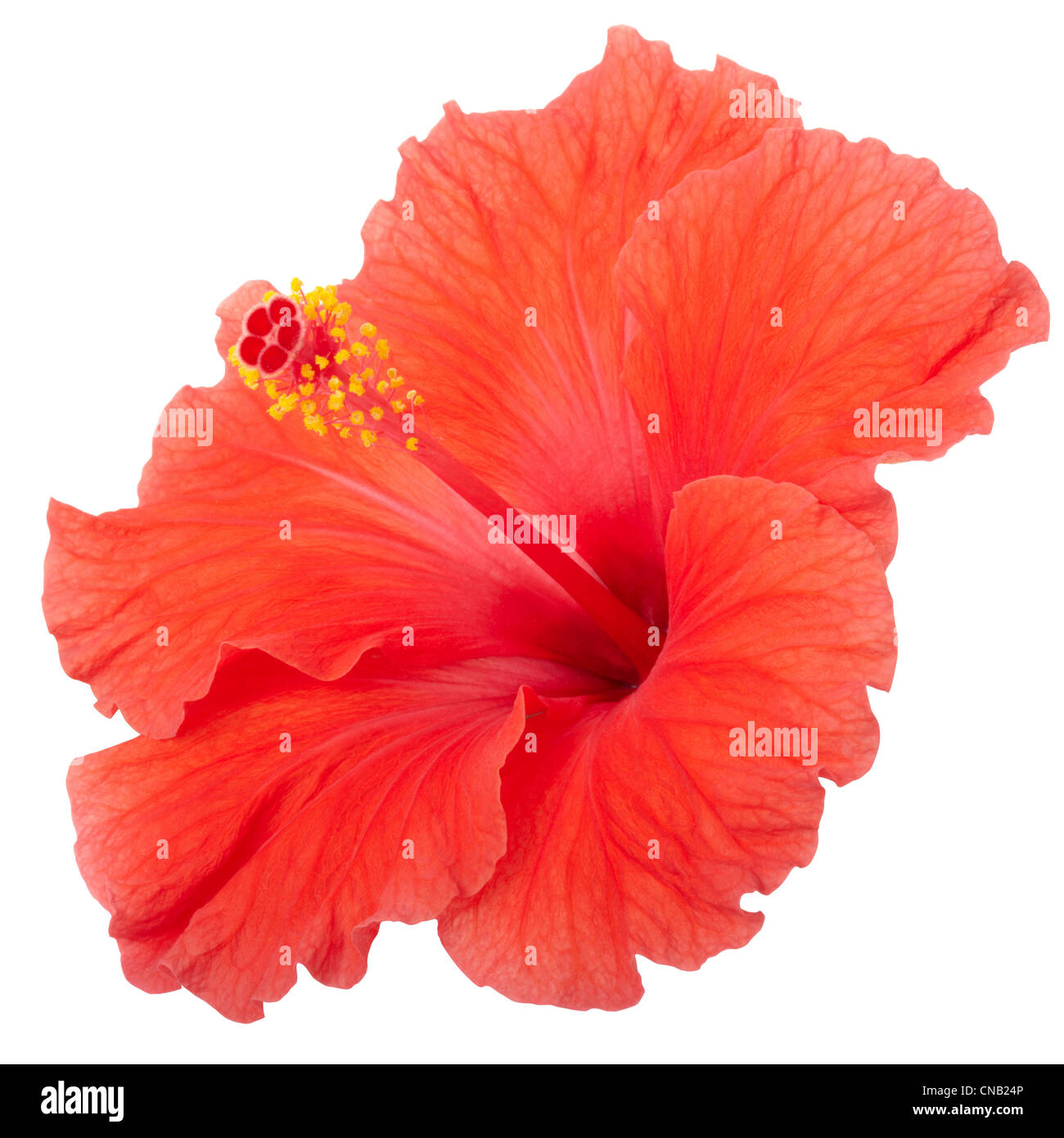 Red hibiscus flower Stock Photo - Alamy