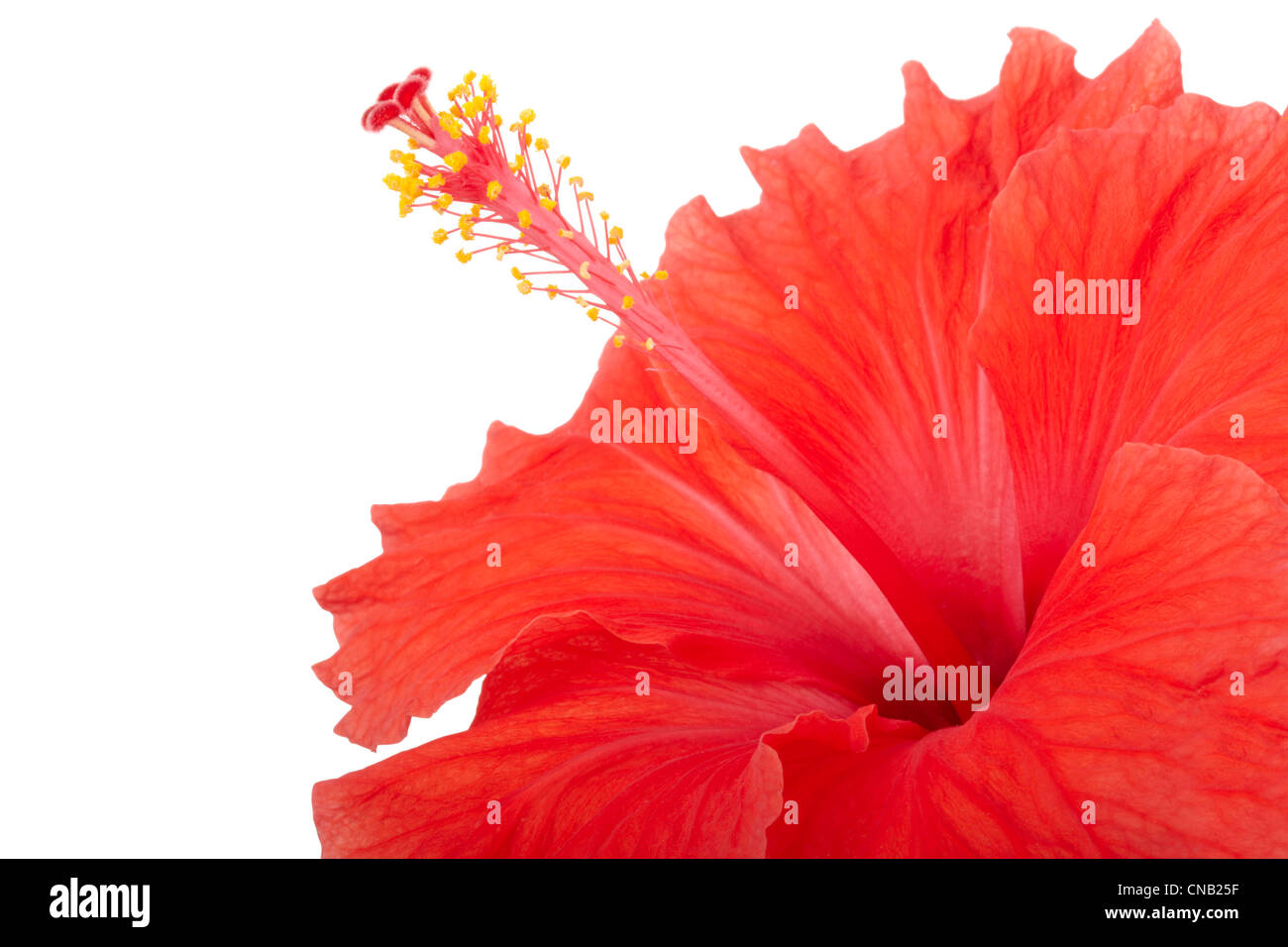 Beautiful red Hibiscus flower isolated on a white background Stock ...