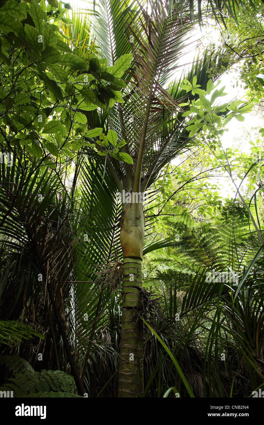 New Zealand Nikau Palm Rhopalostylis sapida Stock Photo - Alamy