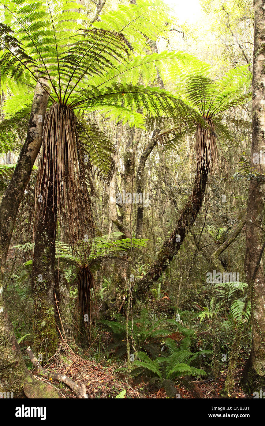 Tree Ferns, Cyathea smithii at Lake Brunner New Zealand Stock Photo - Alamy