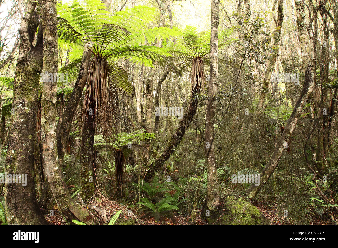 Tree Ferns, Cyathea smithii at Lake Brunner New Zealand Stock Photo - Alamy