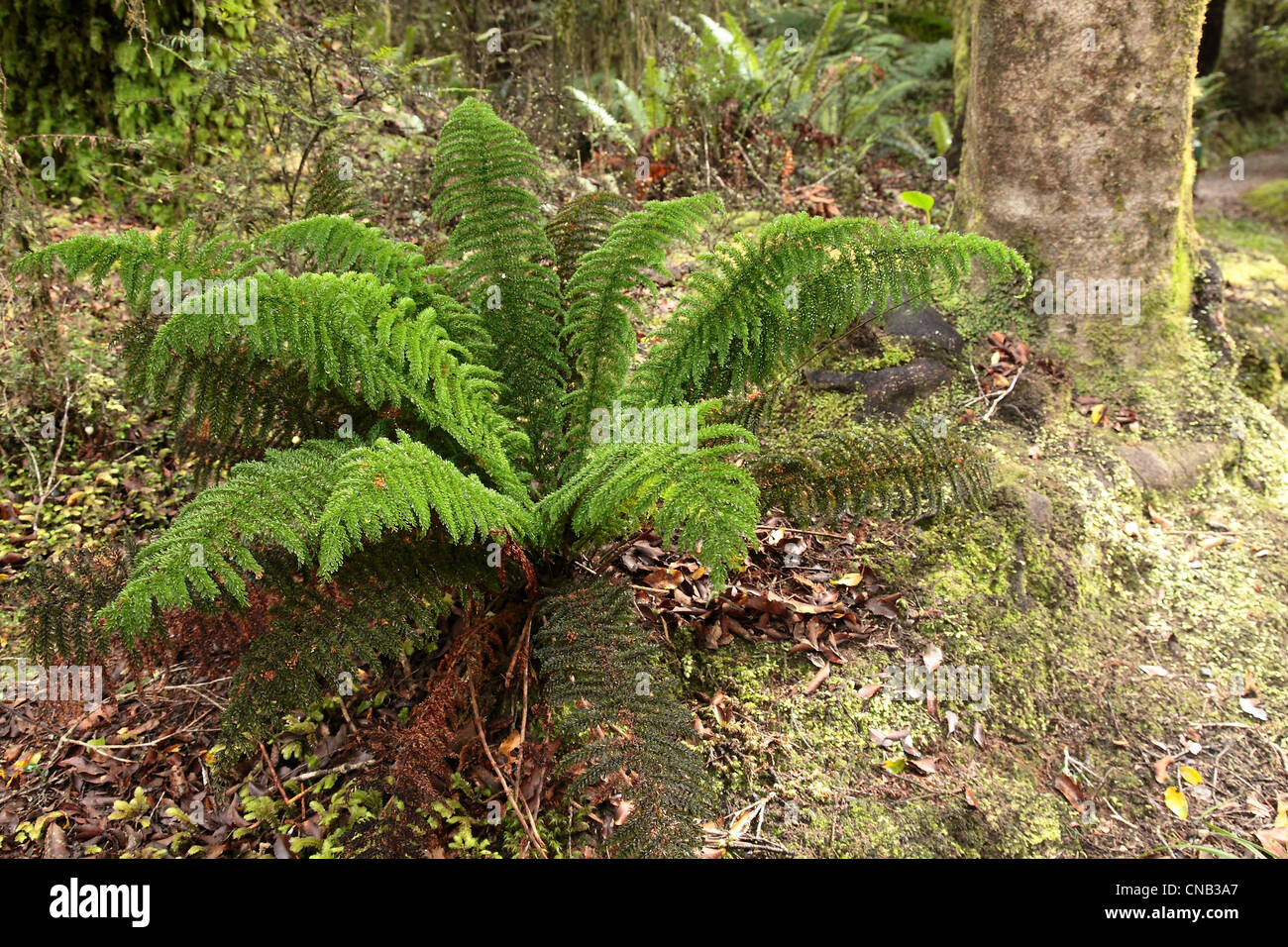 Leptopteris superba fern new zealand Stock Photo - Alamy