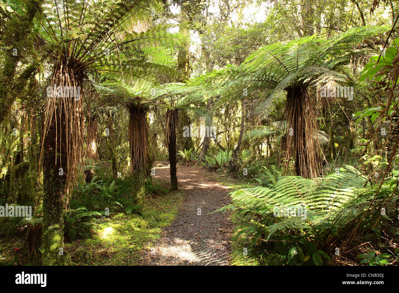 Tree Ferns, Cyathea smithii at Lake Brunner New Zealand Stock Photo - Alamy