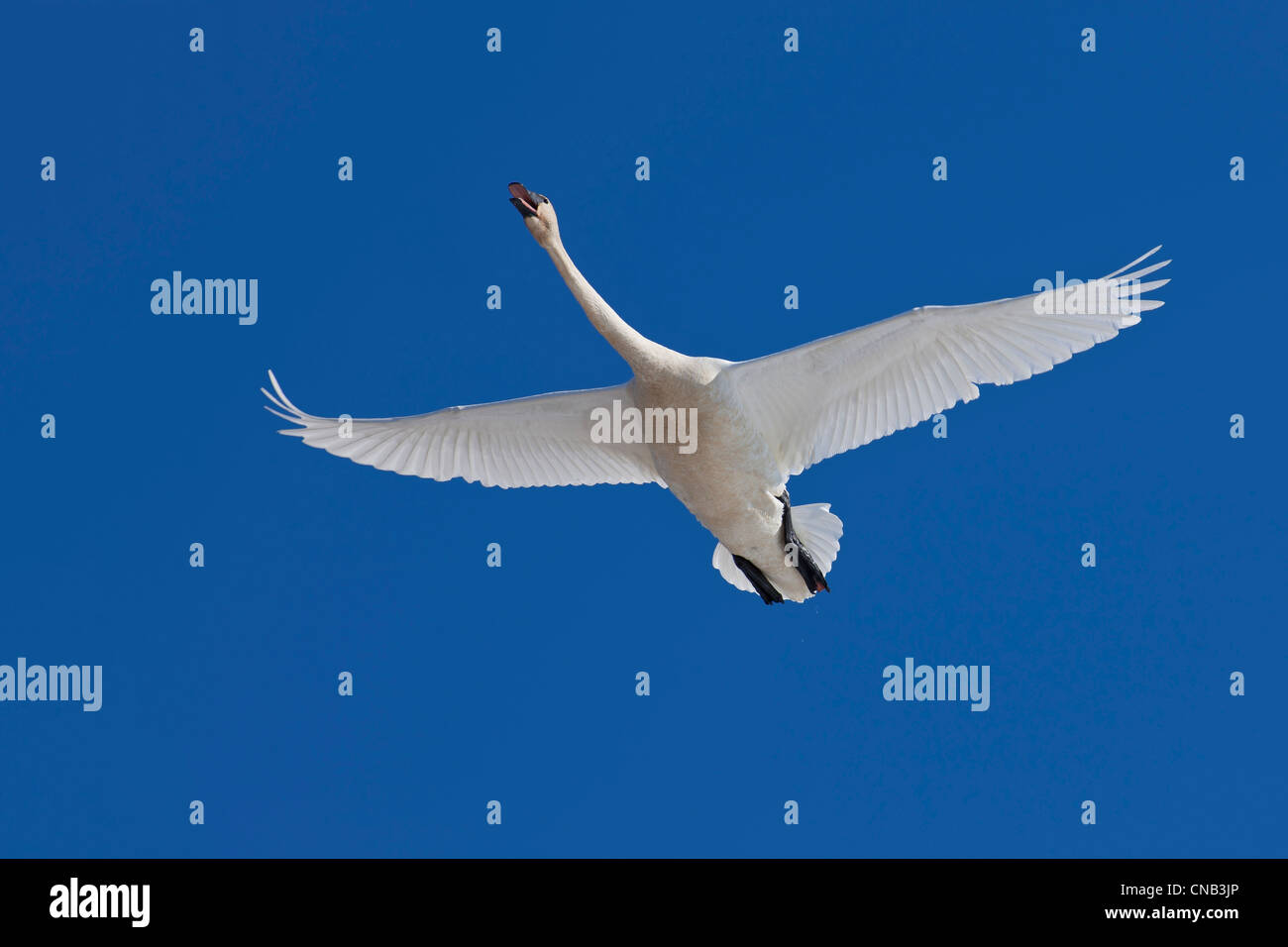 Trumpeter swan in flight overhead during Spring migration, Marsh Lake ...