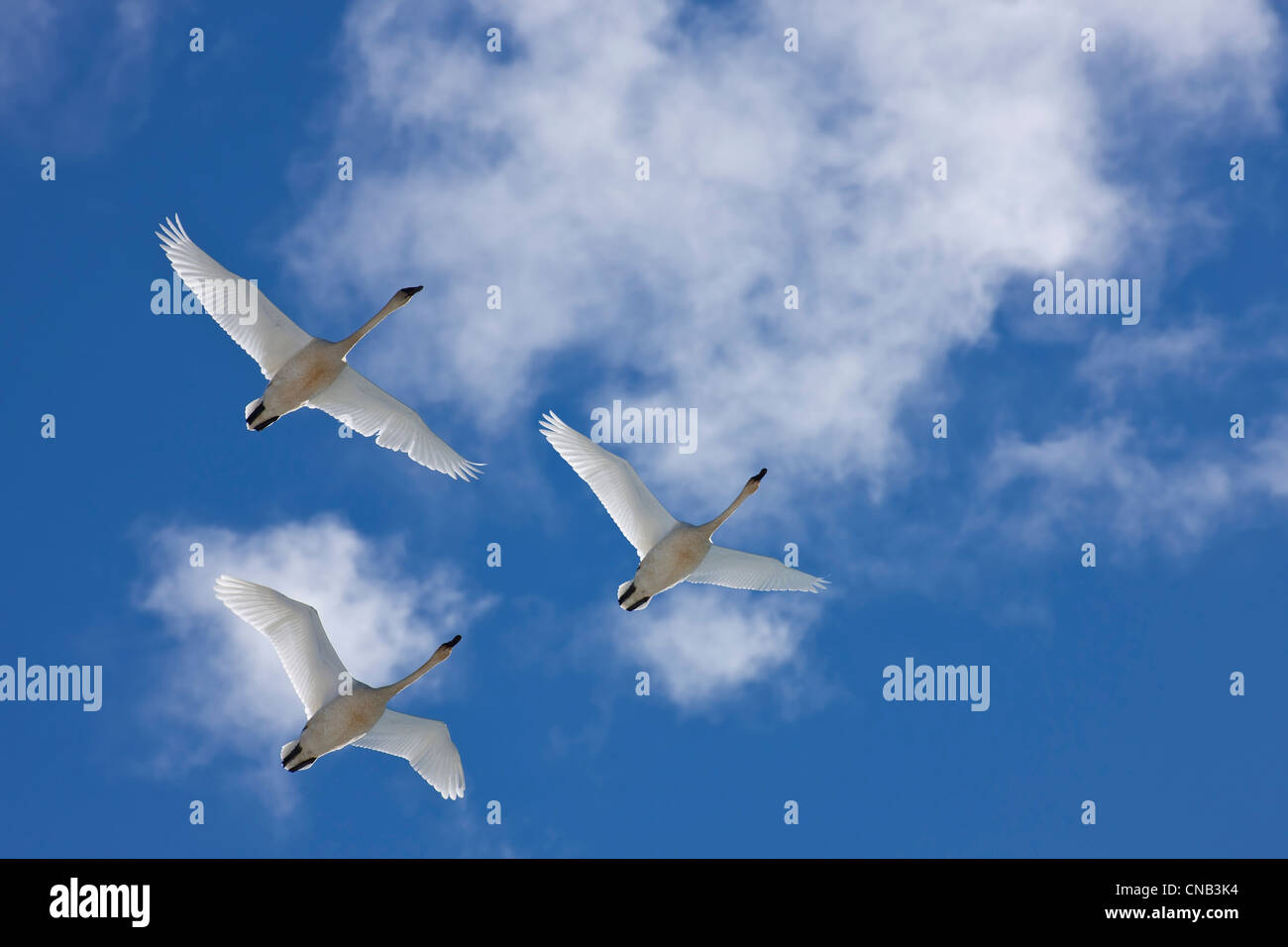 Swan flying overhead hi-res stock photography and images - Alamy