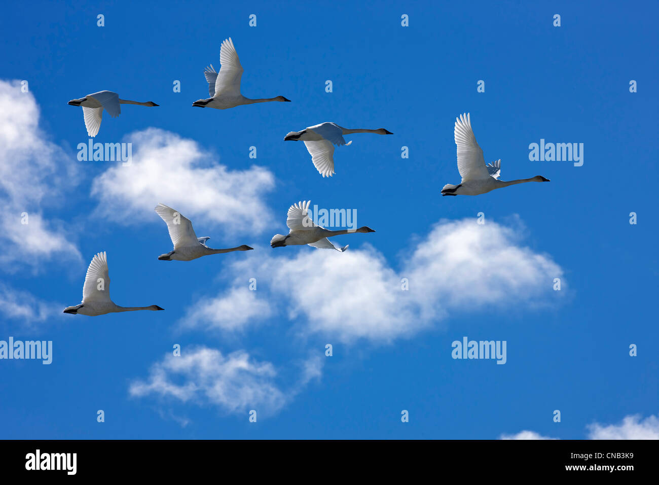 Trumpeter swans in flight during Spring migration, Marsh Lake, Yukon ...
