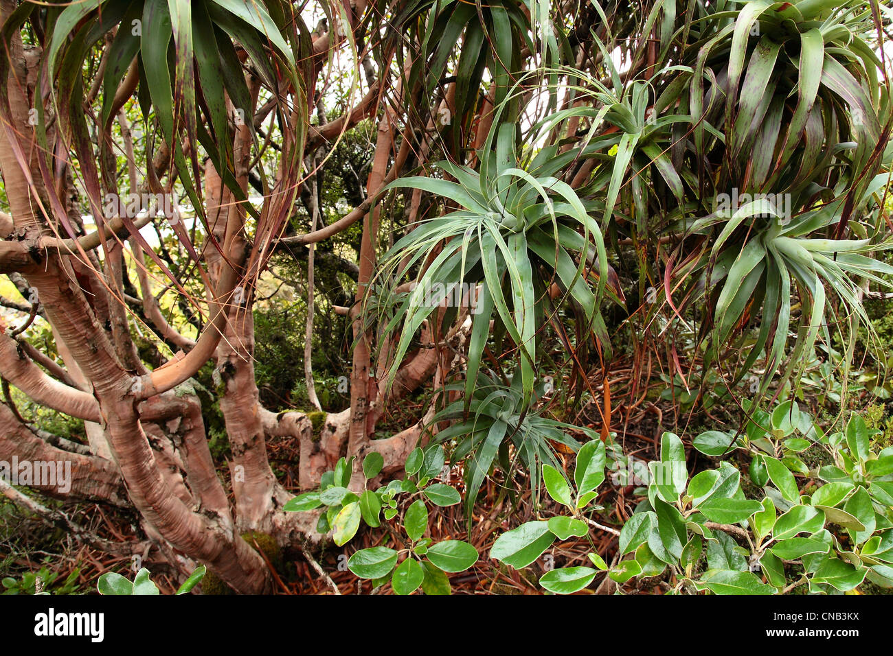 Alpine tree hi-res stock photography and images - Alamy