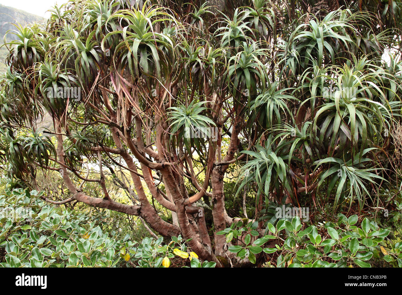 Dracophyllum traversii alpine tree New Zealand Stock Photo - Alamy