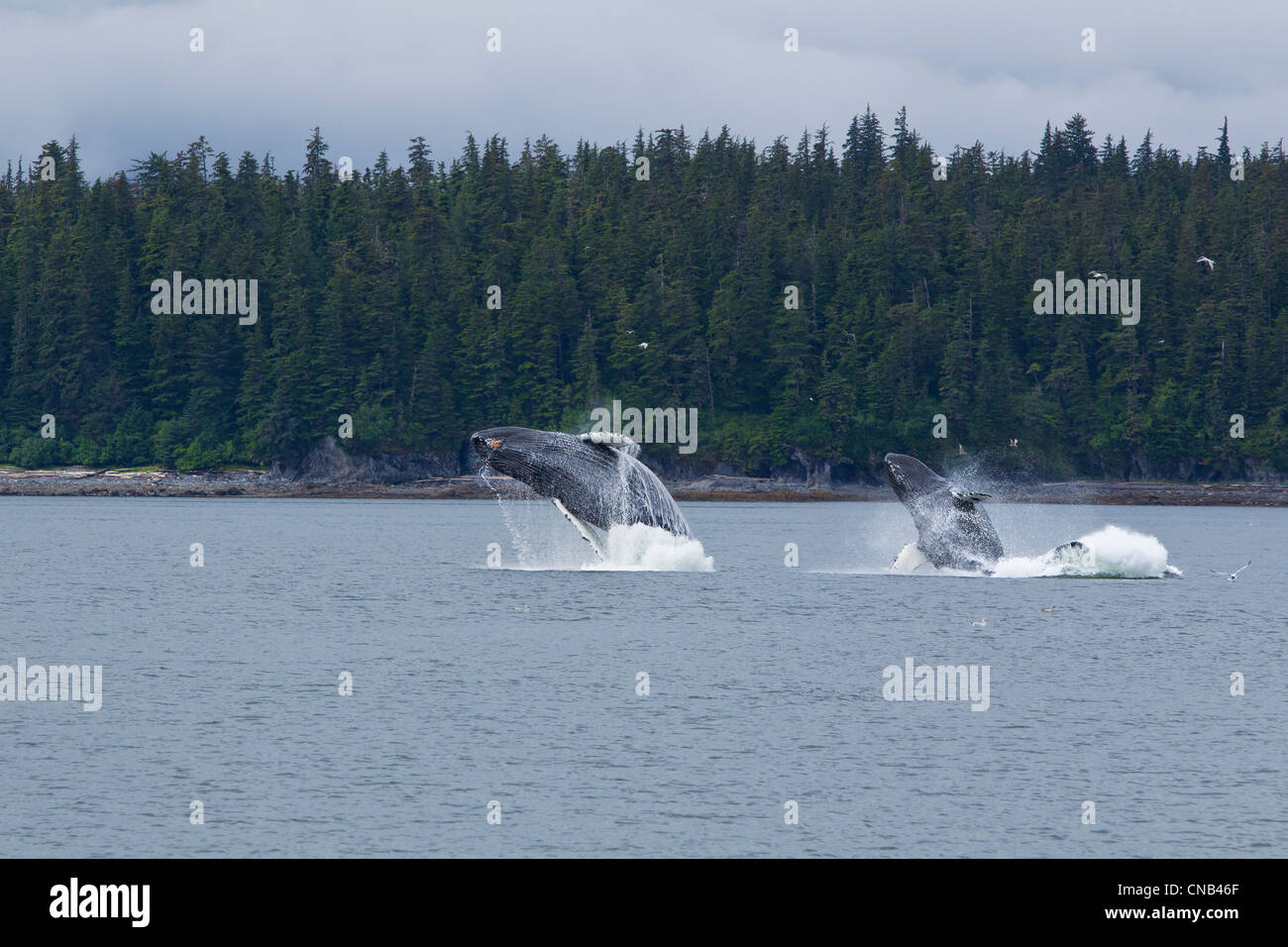 COMPOSITE: Two Humpback whales breach in Chatham Strait near Chichagof ...