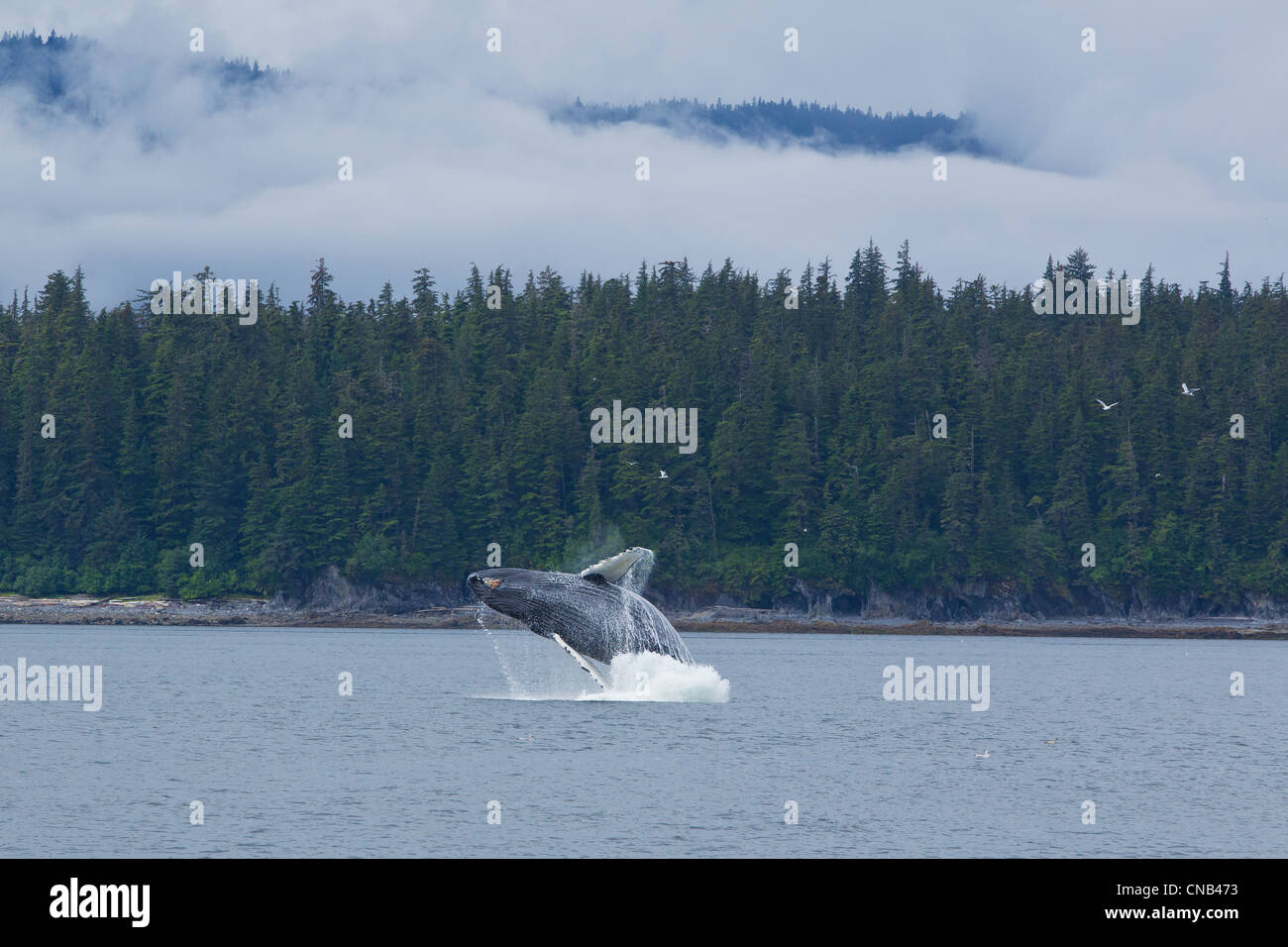 Humpback whale breaches in Chatham Strait near Chichagof Island ...
