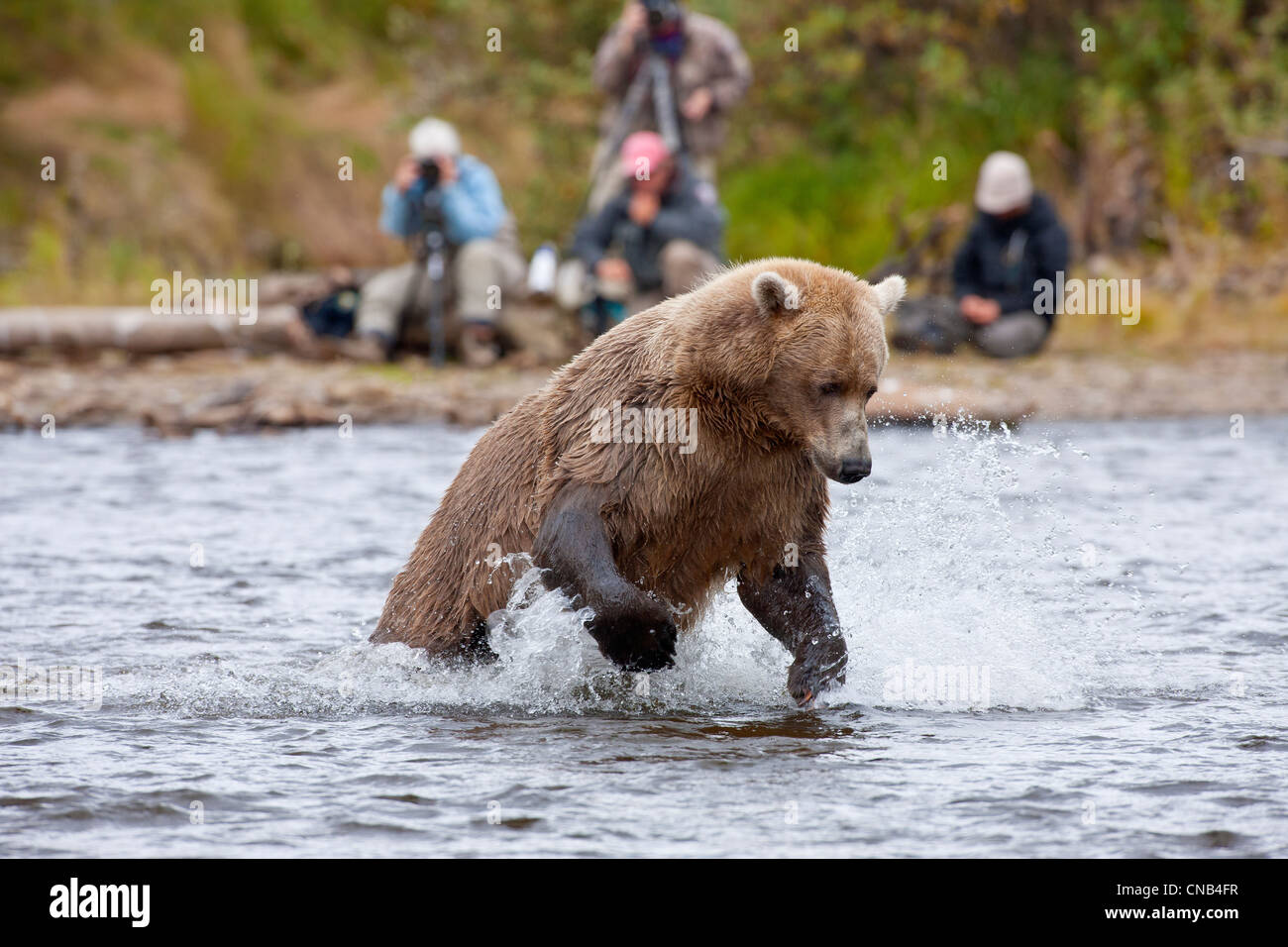 Brown bear jumps to pounce on a Sockeye salmon, Grizzly Creek, Katmai ...