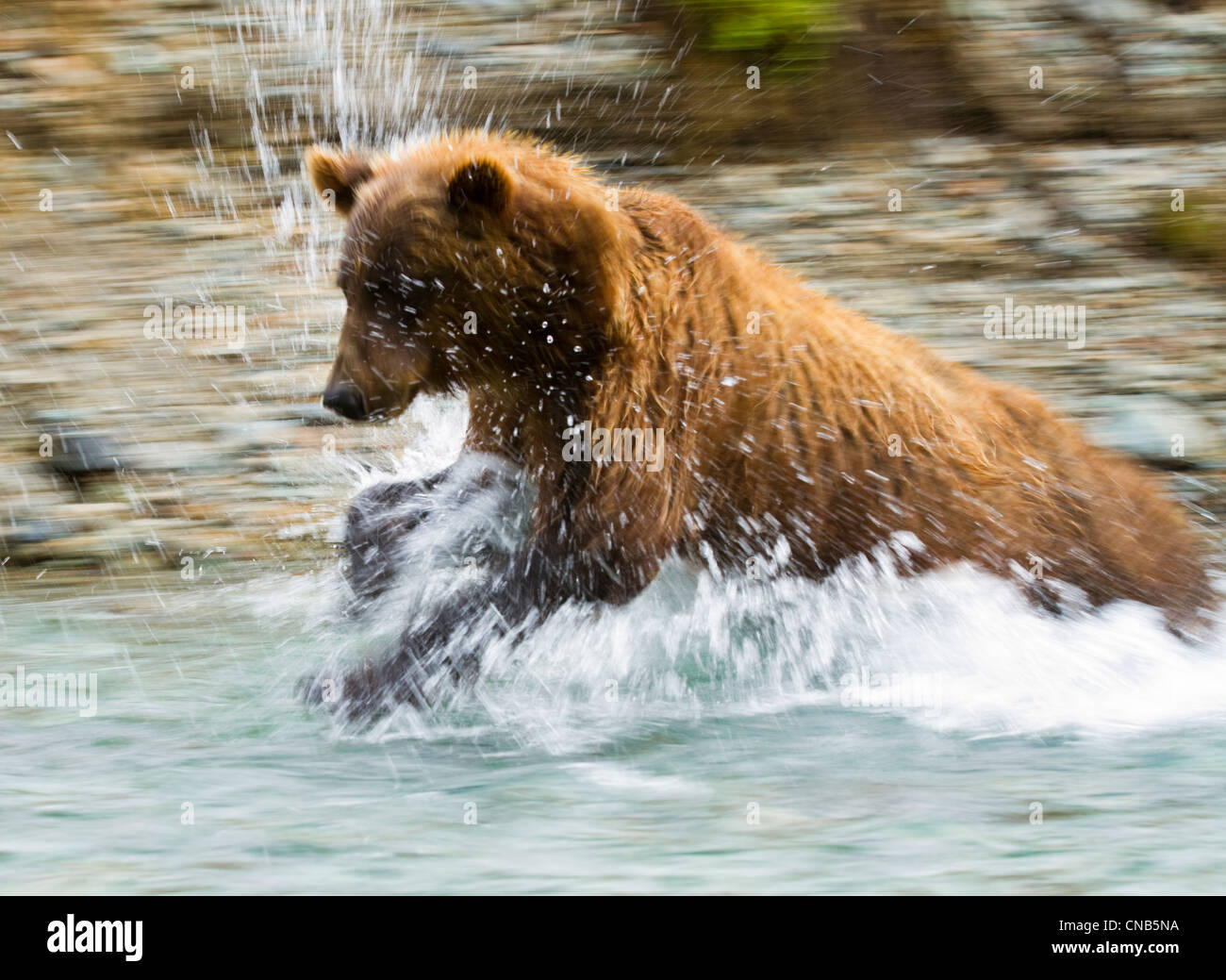 Bear motion hi-res stock photography and images - Alamy