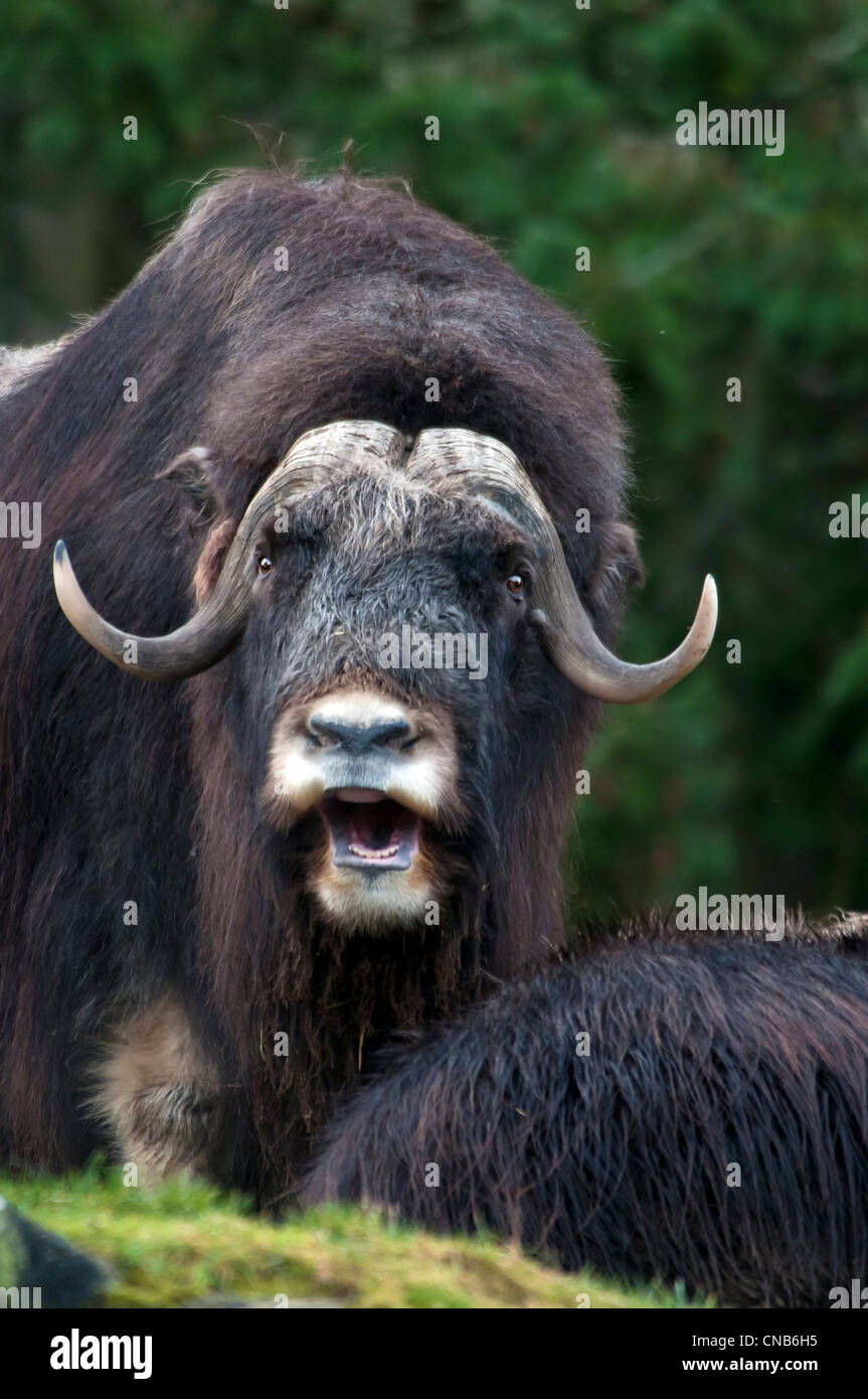 CAPTIVE Close up view of adult musk ox with mouth open, Yukon Wildlife ...