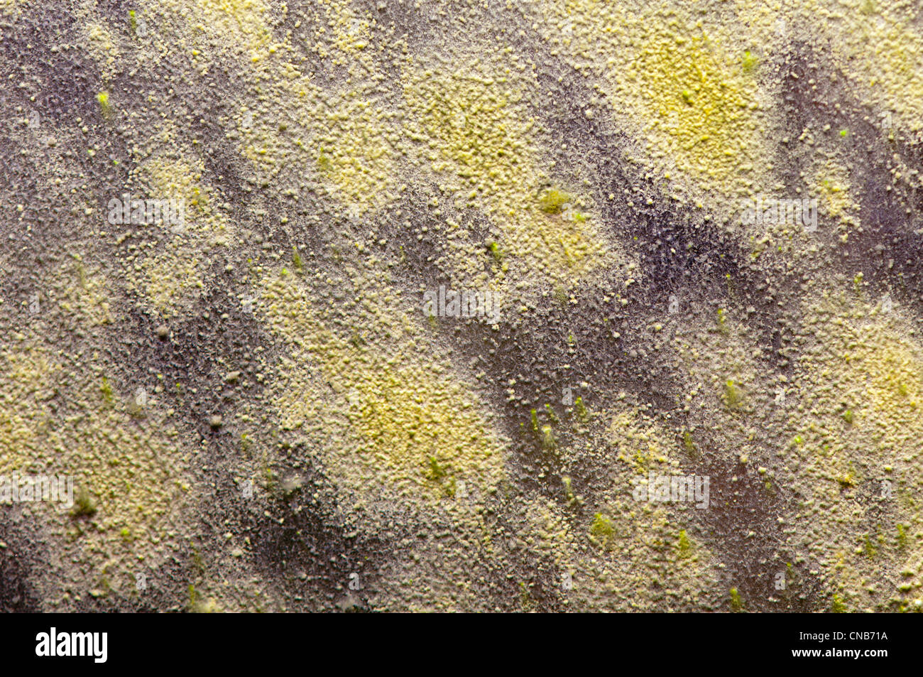 background of green algae on the glass Stock Photo - Alamy