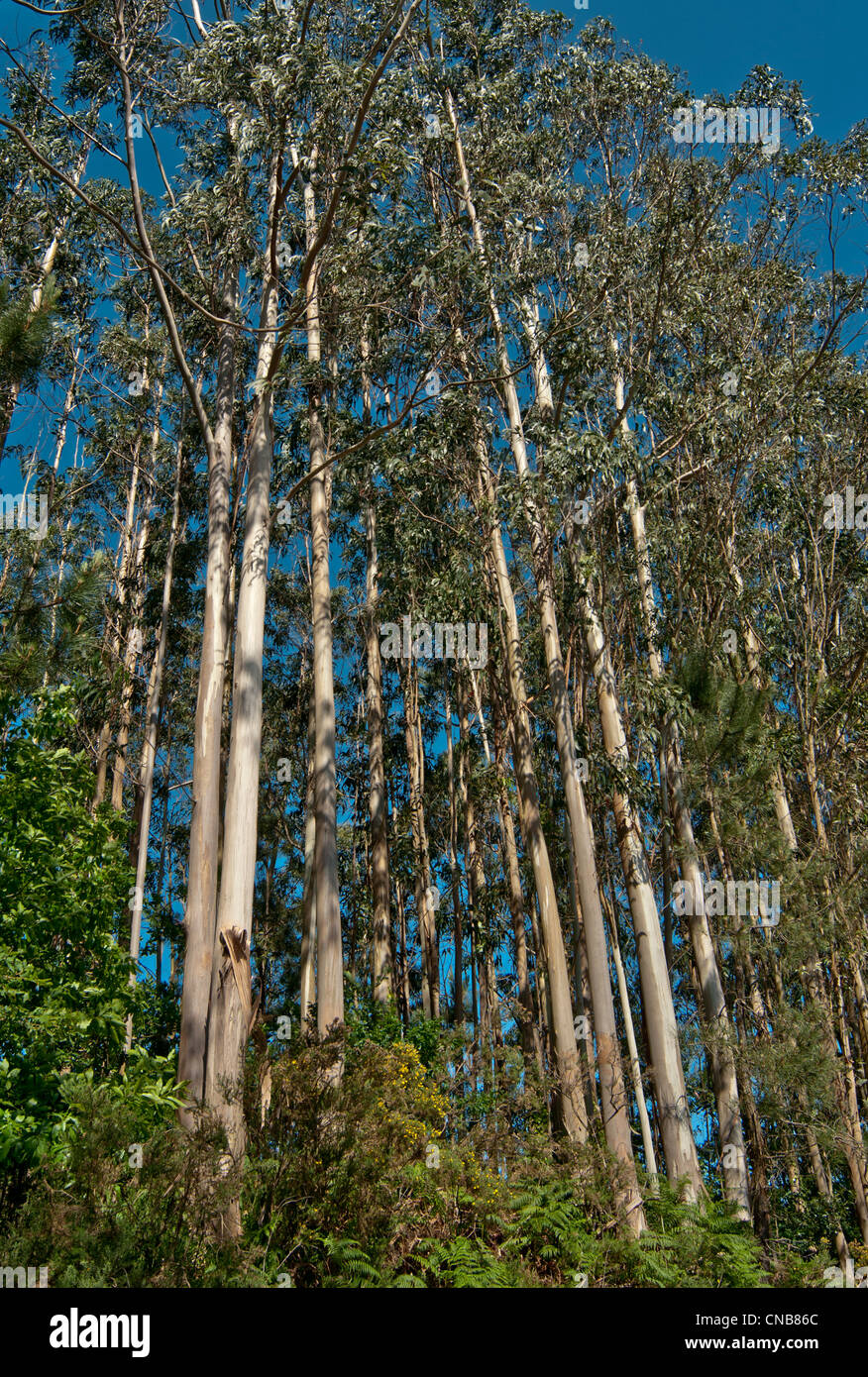 Eucalyptus forest hi-res stock photography and images - Alamy