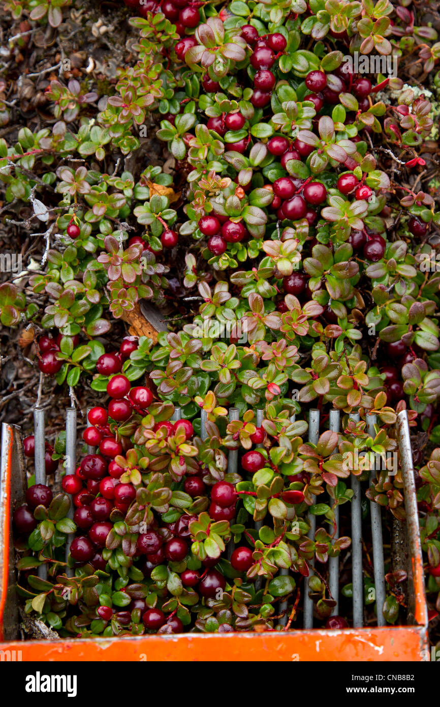 Berry Picking Alaska High Resolution Stock Photography and Images - Alamy