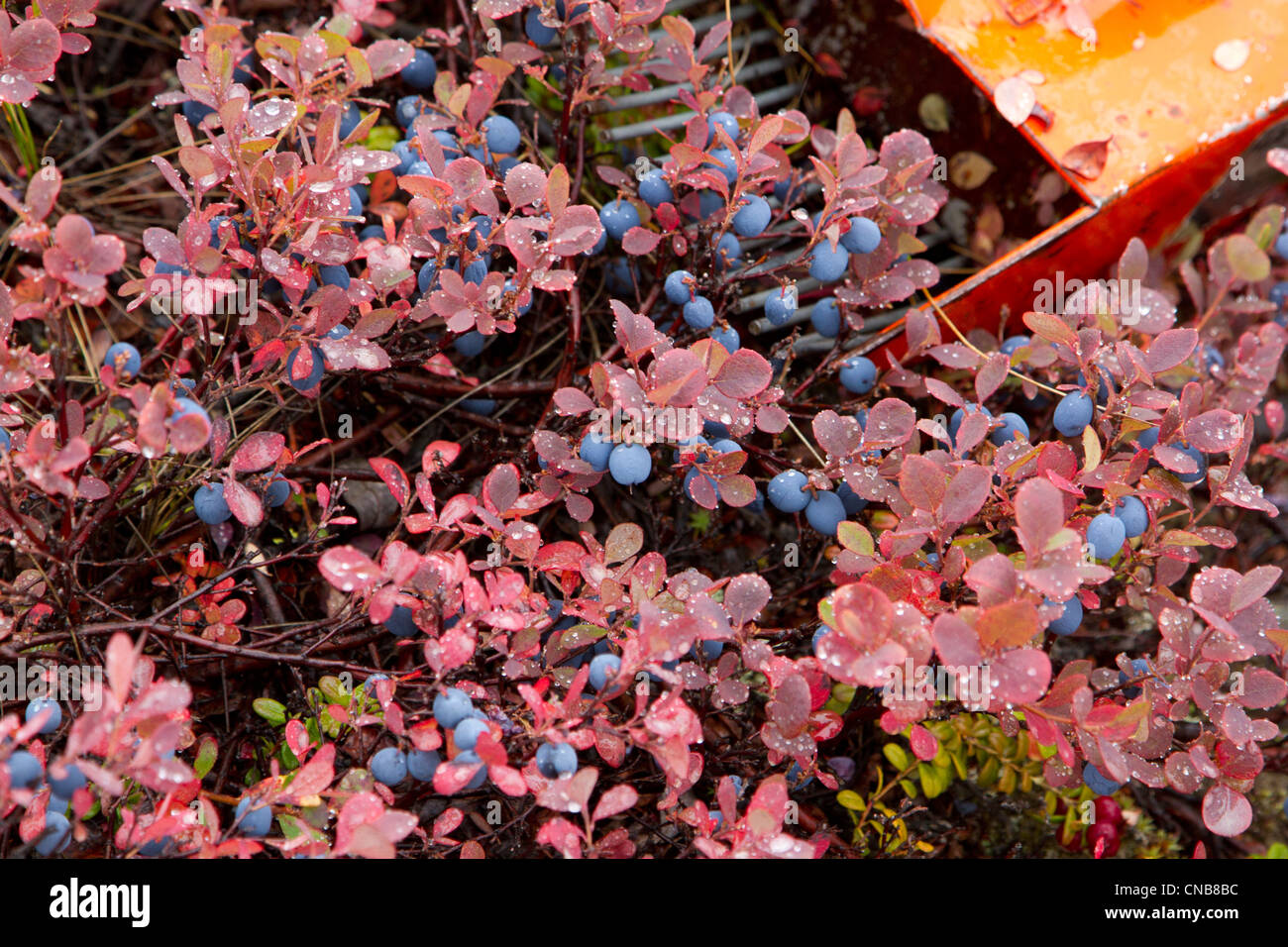 Blueberries Picker High Resolution Stock Photography and Images - Alamy