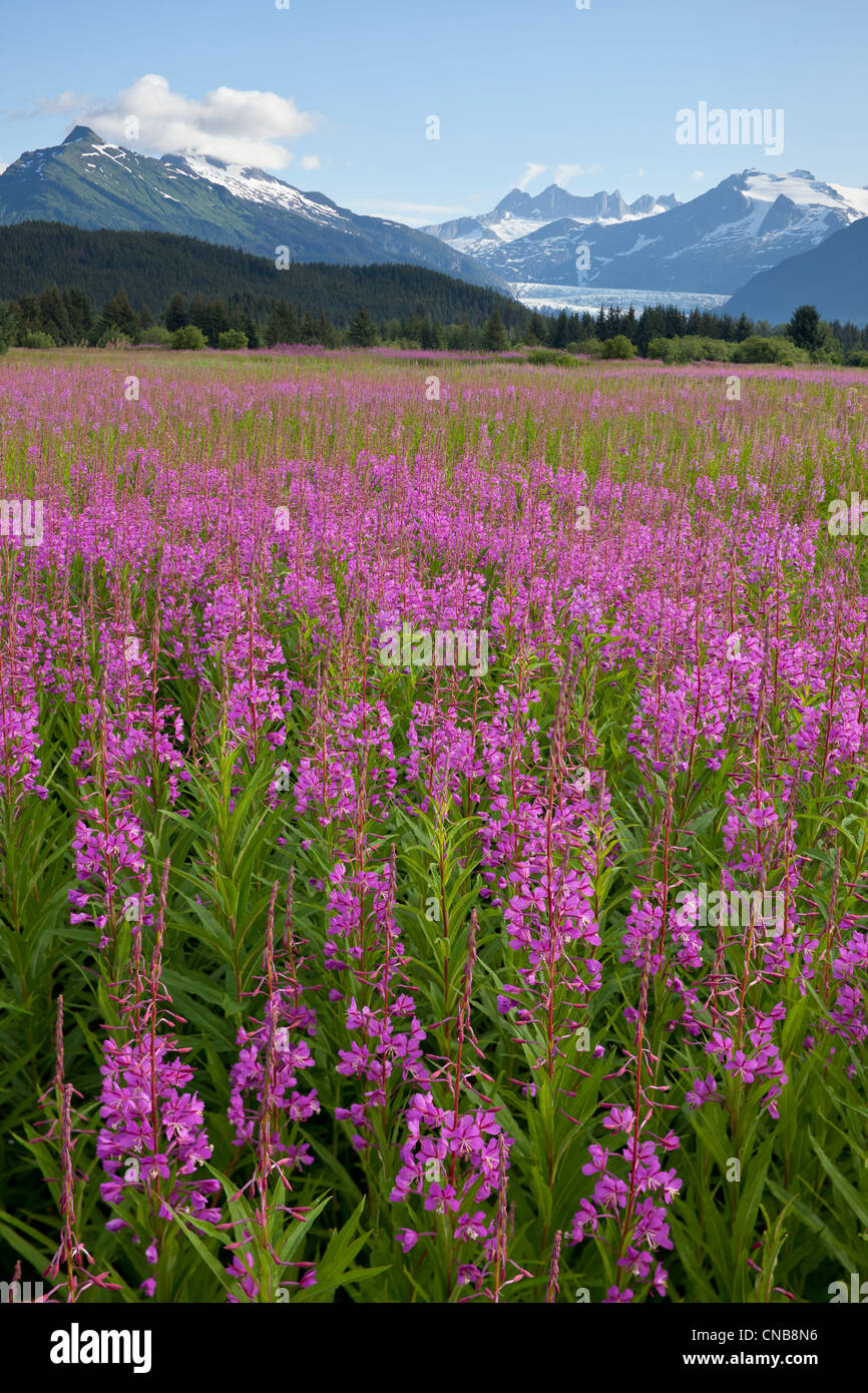 Fireweed Alaska Flower High Resolution Stock Photography and Images - Alamy
