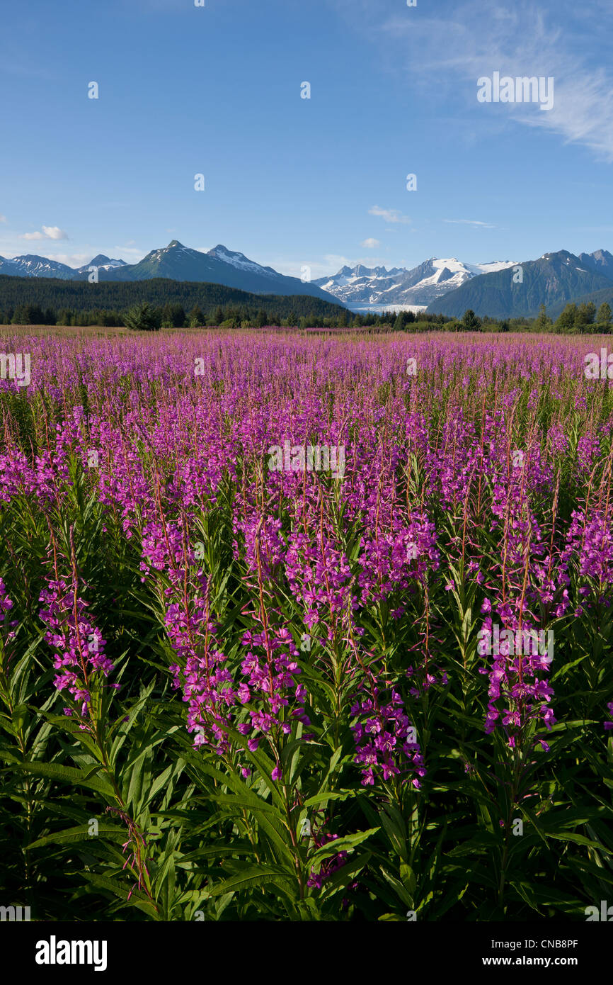 Scenic view of a field of Fireweed with Mendenhall Glacier and Towers ...