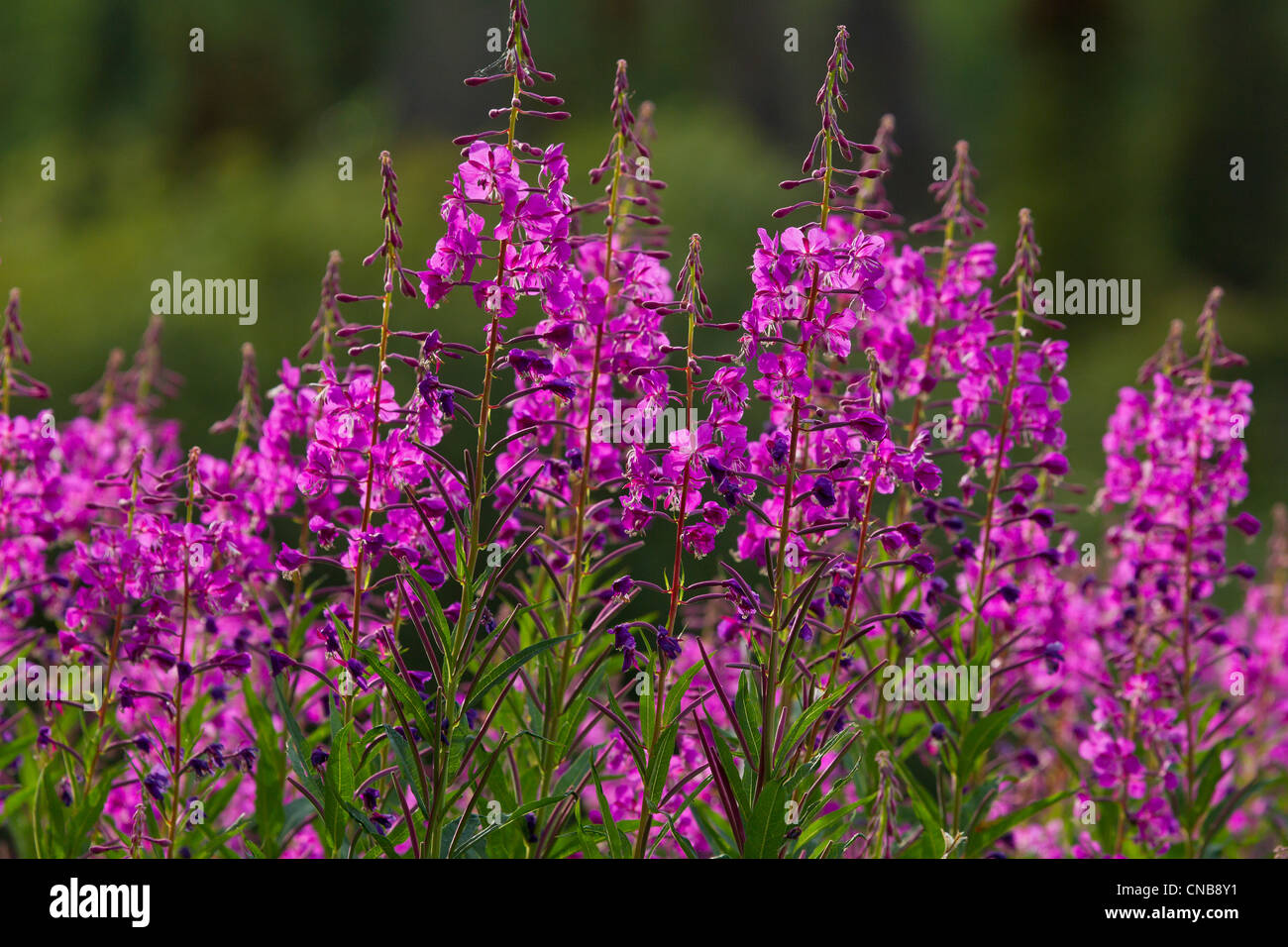 Fireweed blooms along the Alaska Highway near Haines, Southeast Alaska ...