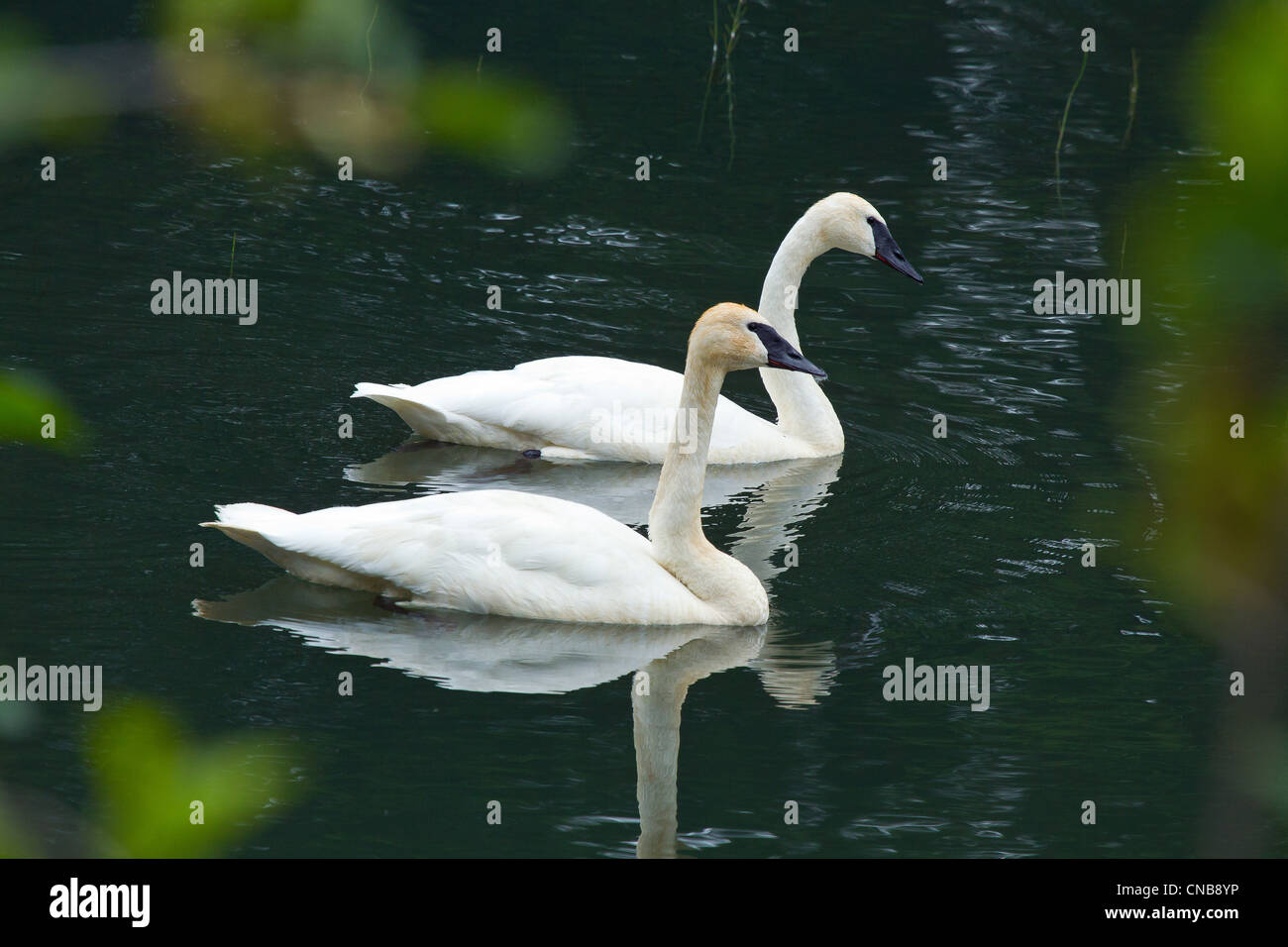 Two trumpeter swans in a pond along the Alaska Highway, near Haines ...