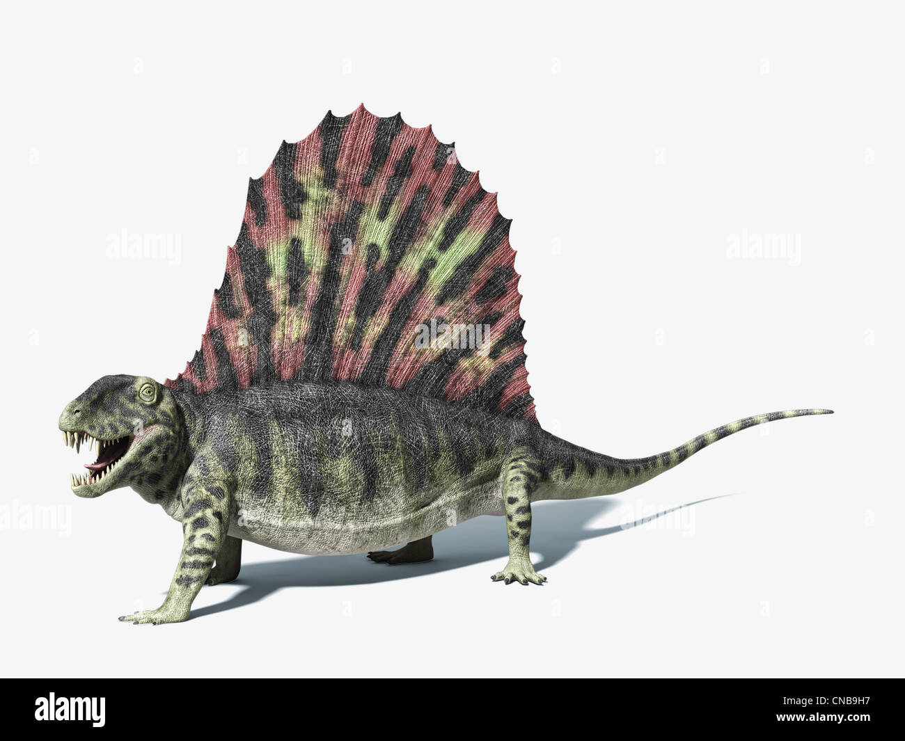 Dimetrodon Cut Out Stock Images & Pictures - Alamy