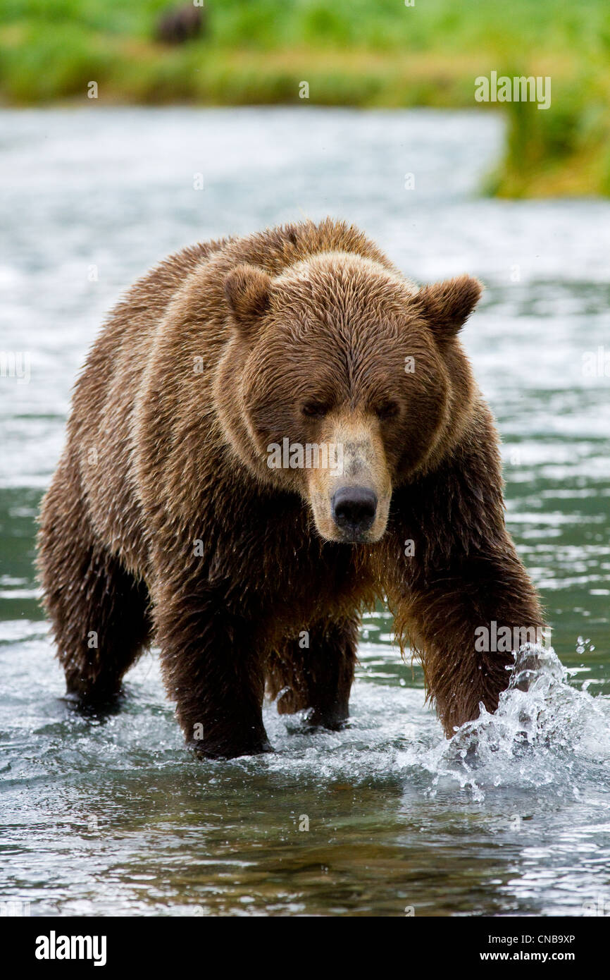 Brown bear ursus fishing chase water alaska katmai national park hi-res ...