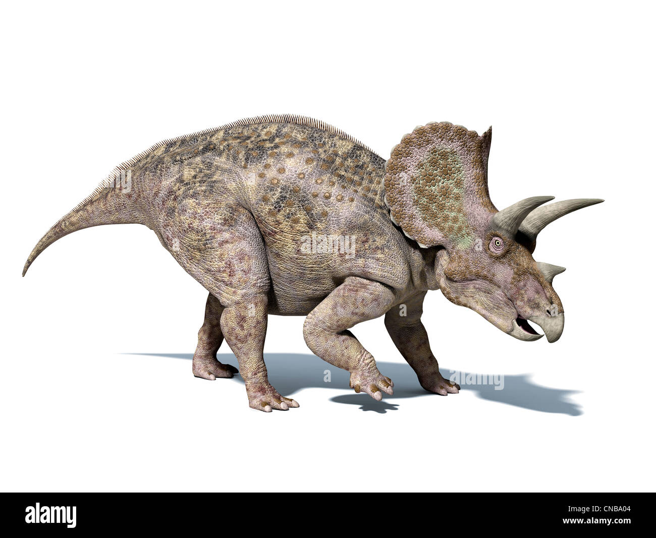 Triceratops dinosaur, very well detailed and scientifically correct ...