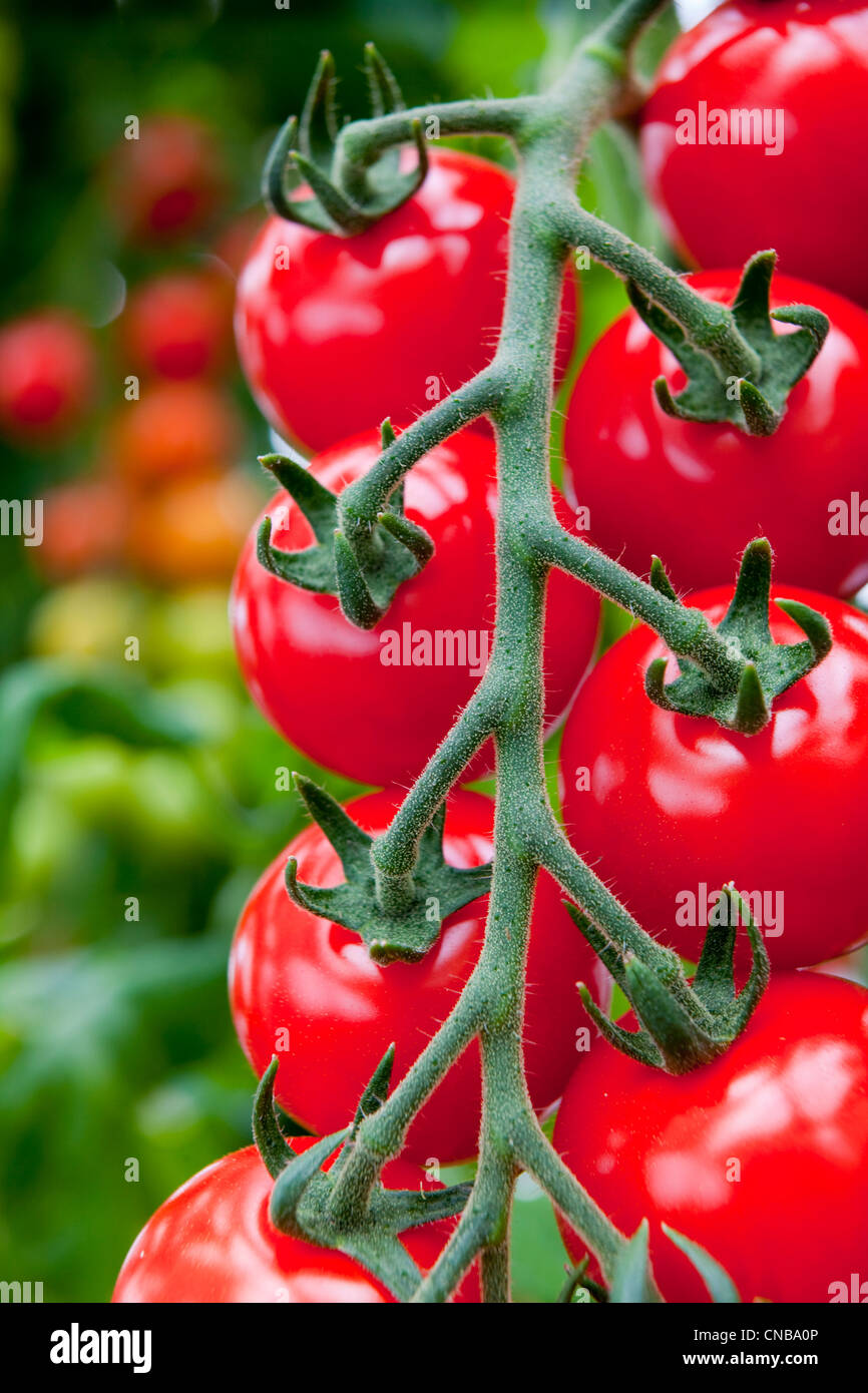 Tomato greenhouse u hi-res stock photography and images - Alamy